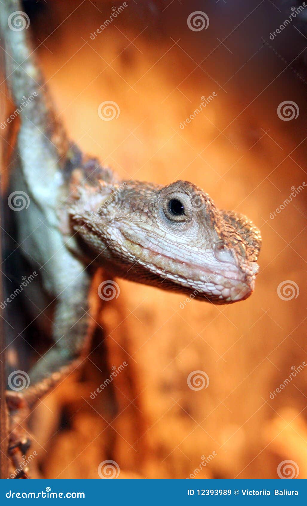 Portrait lizard stock image. Image of macro, wildlife - 12393989