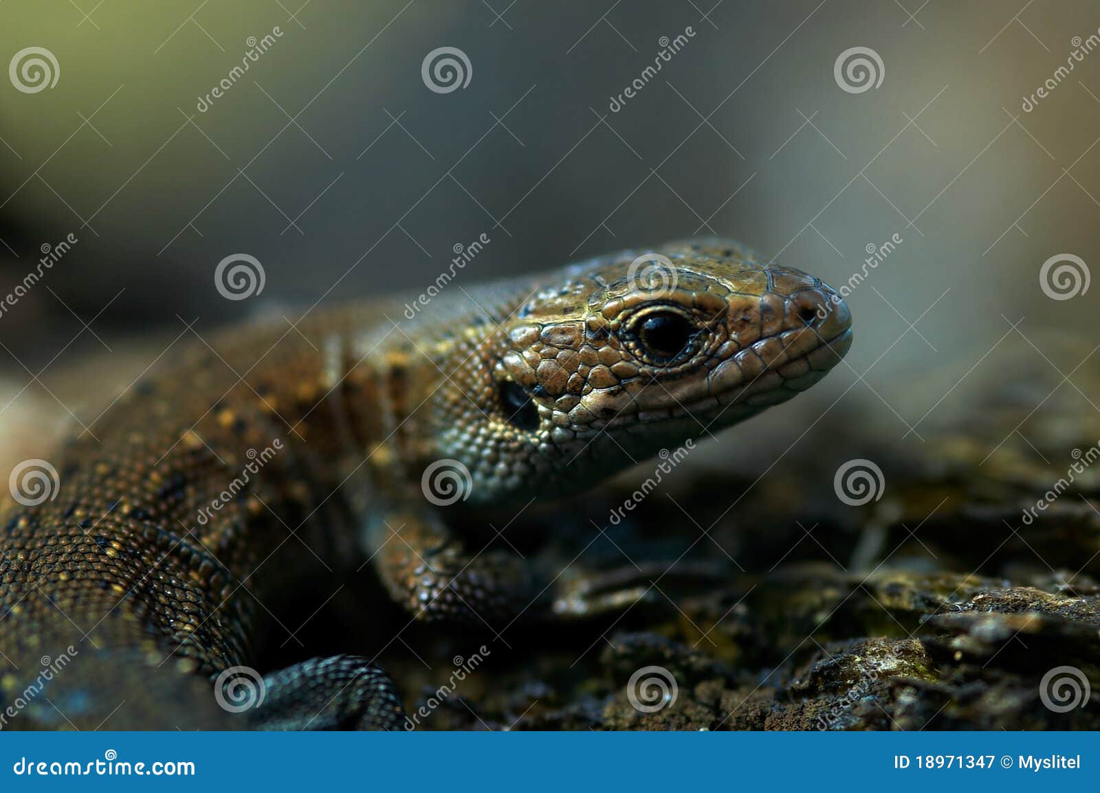Portrait of lizard stock image. Image of animal, reptile - 18971347