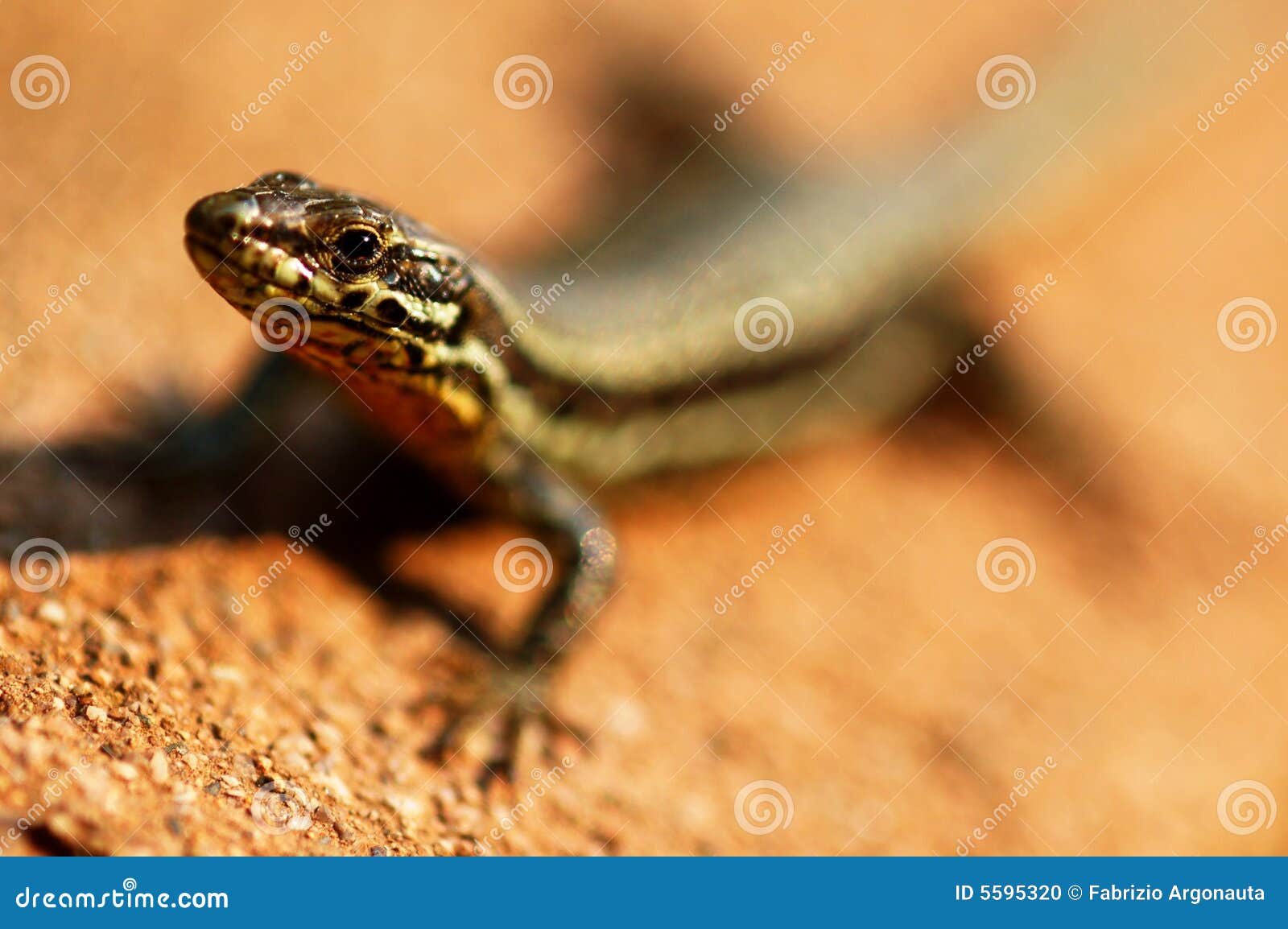 Portrait of lizard stock photo. Image of reptile, animal - 5595320