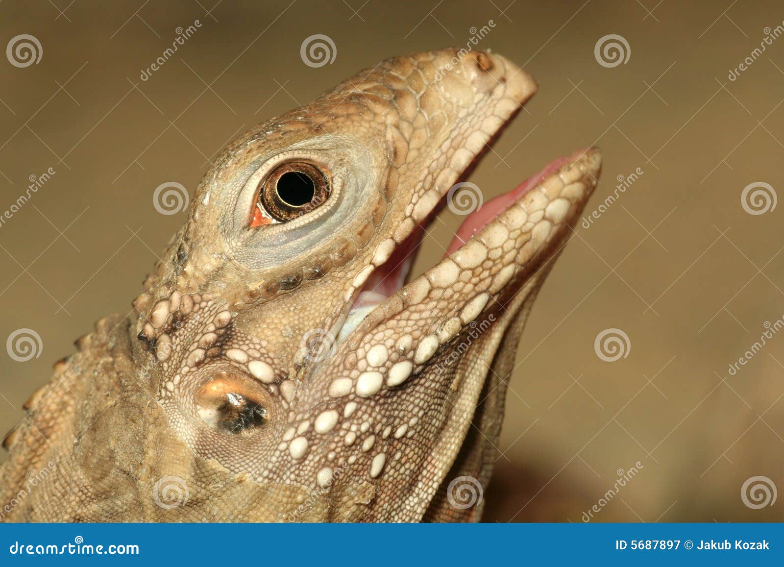 Portrait Of Lizard Picture. Image: 5687897