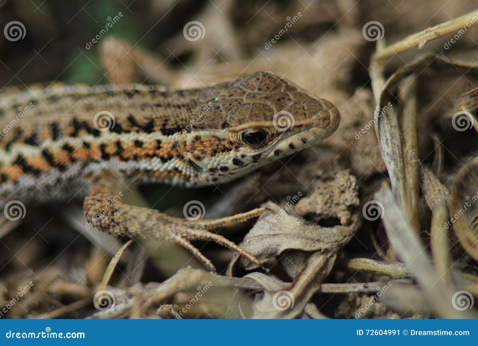 Portrait lizard stock image. Image of nature, nail, object - 72604991