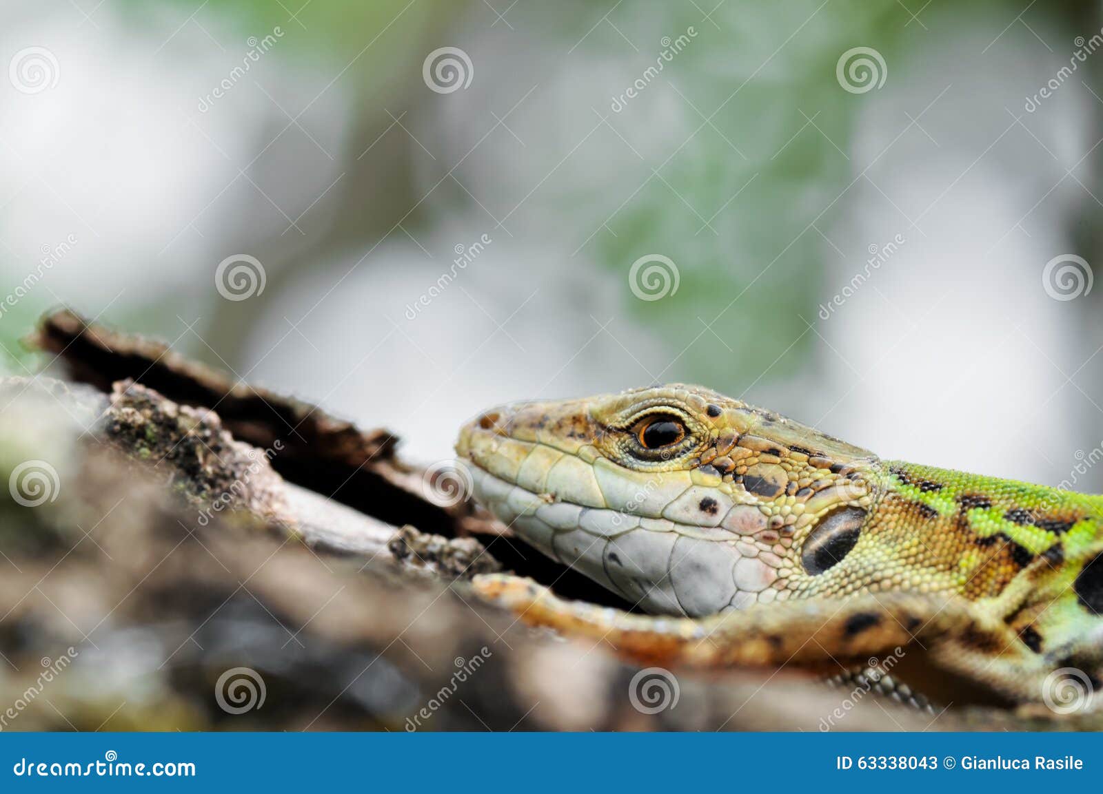 Portrait of a lizard stock image. Image of reptile, mediterranean ...