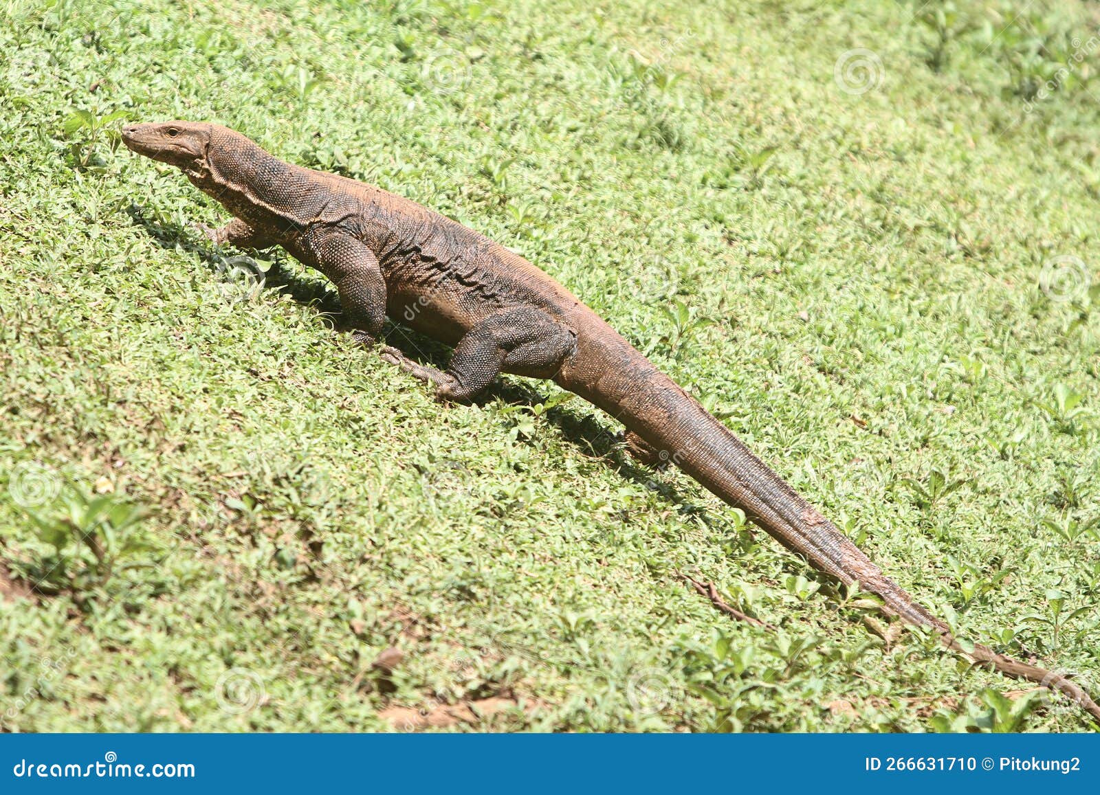 Portrait of a Lizard Crawling in the Grass Stock Photo - Image of ...