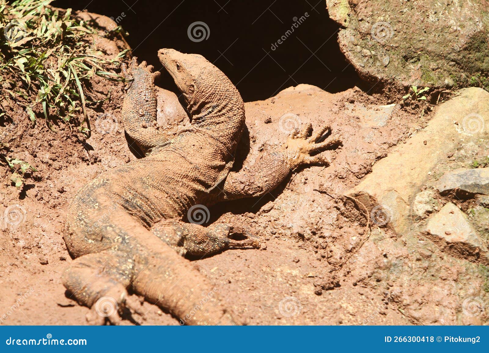 Portrait of a Lizard Going into the Hole Stock Photo - Image of sand ...