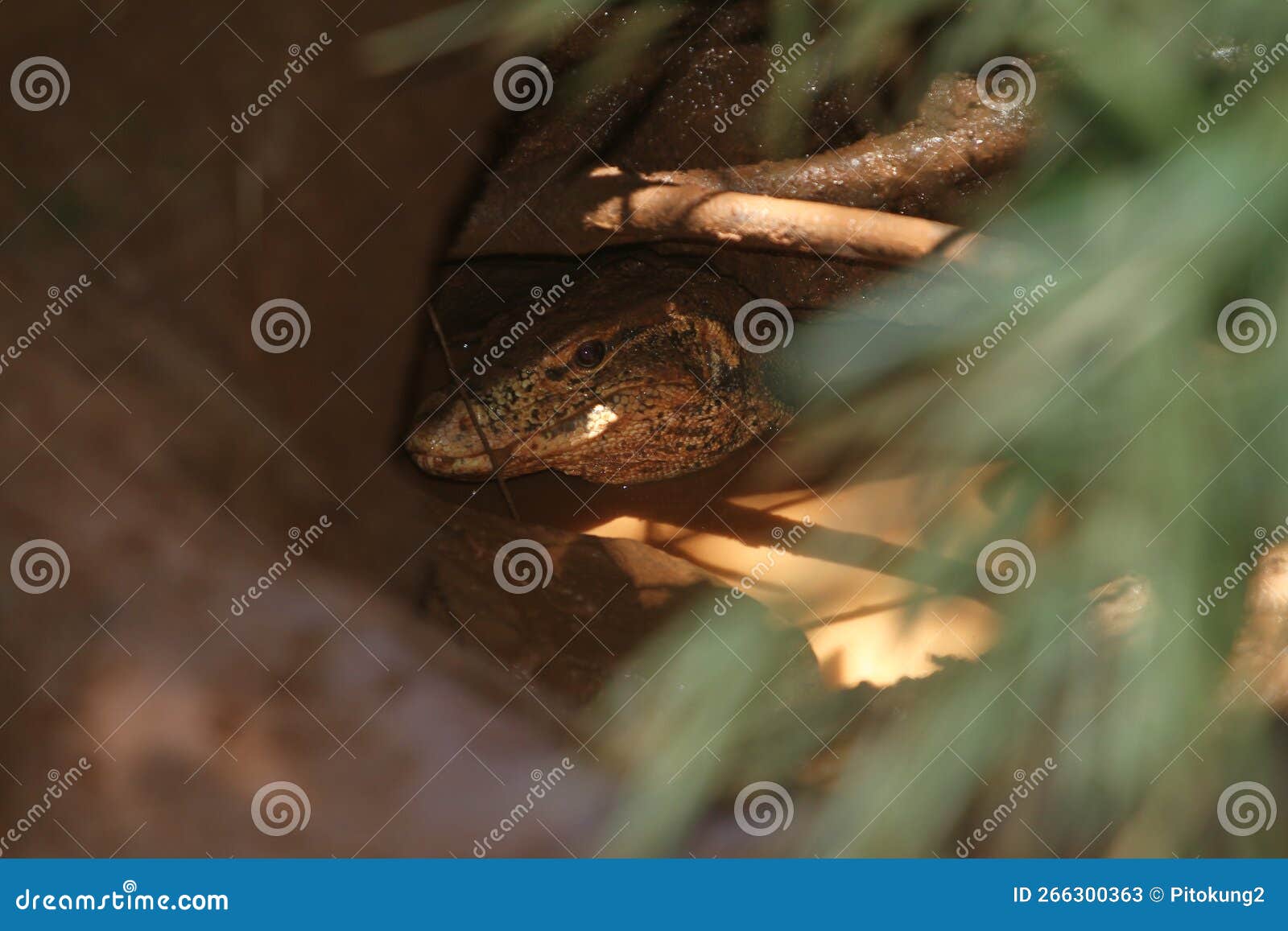 Portrait of a Lizard in a Hole Stock Image - Image of lizard, wildlife ...