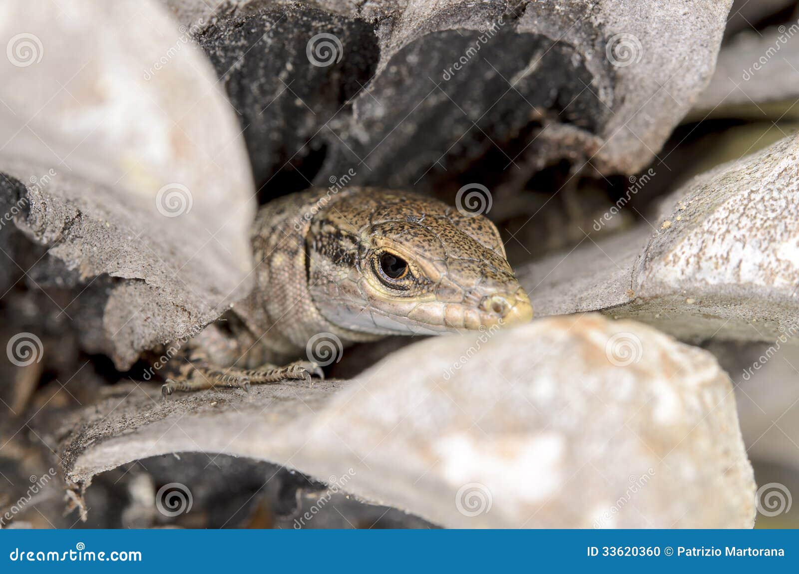Portrait of a lizard stock photo. Image of grainy, creature - 33620360