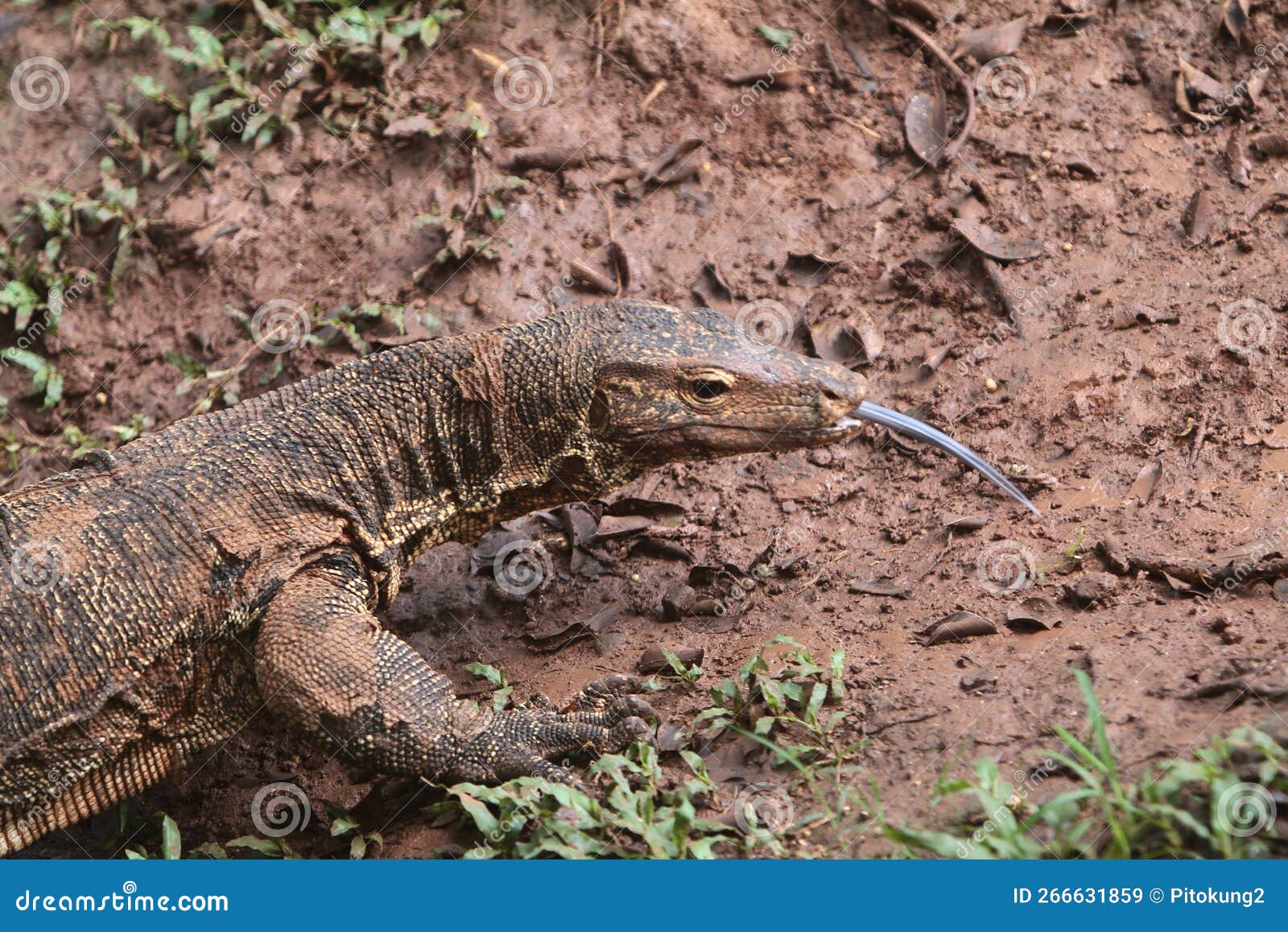 Portrait of a Lizard Walking in the Mud Stock Image - Image of turtle ...