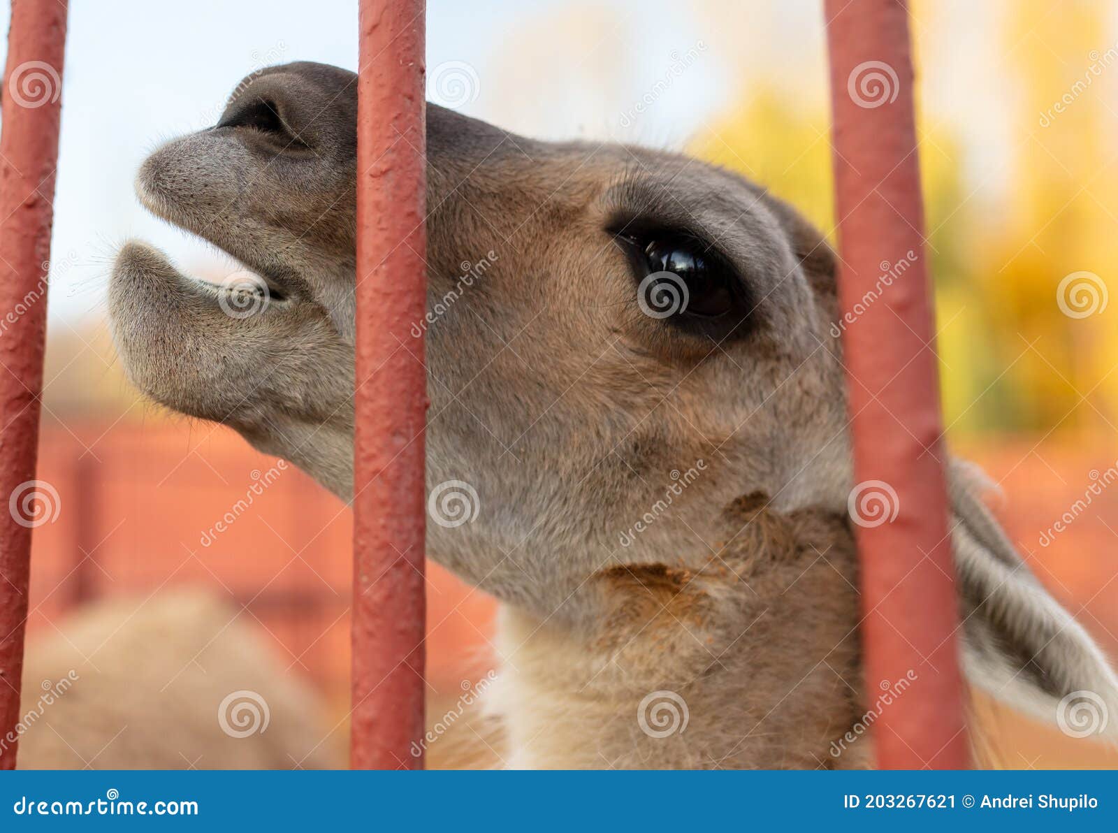 Portrait of a Llama Behind the Fence Stock Image - Image of domestic ...