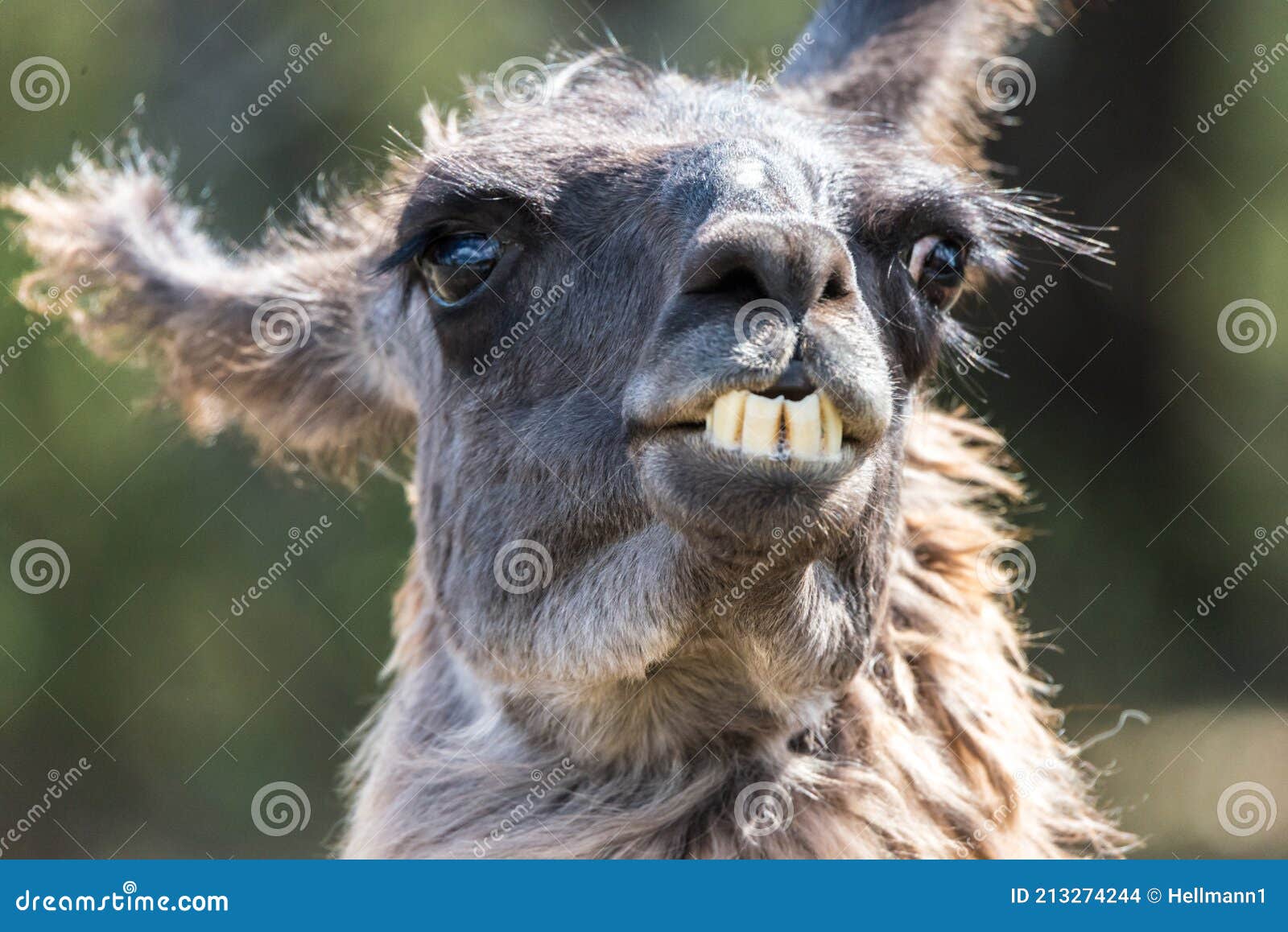 Portrait of a Llama with Good Teeth Stock Photo - Image of face, glama ...