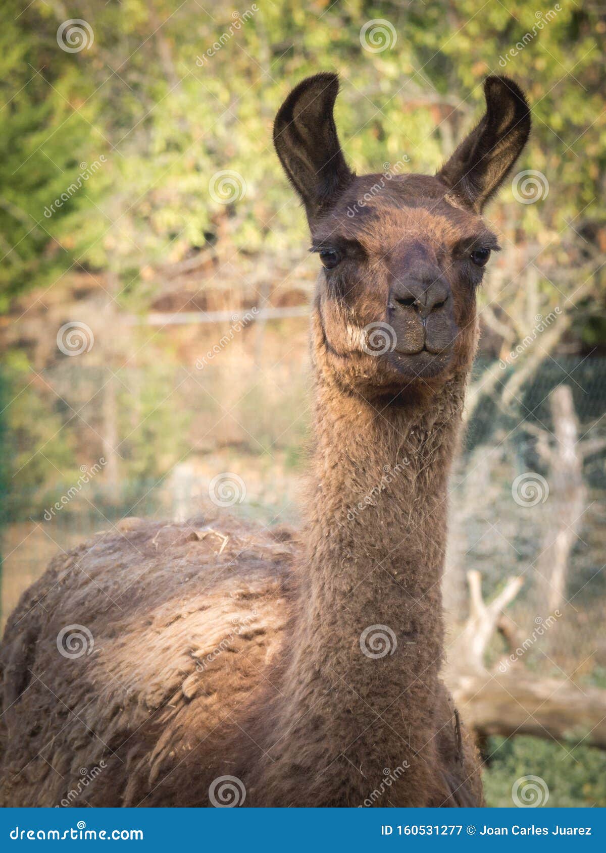Portrait of a Llama - Lama Glama Stock Image - Image of glama, hoofed ...