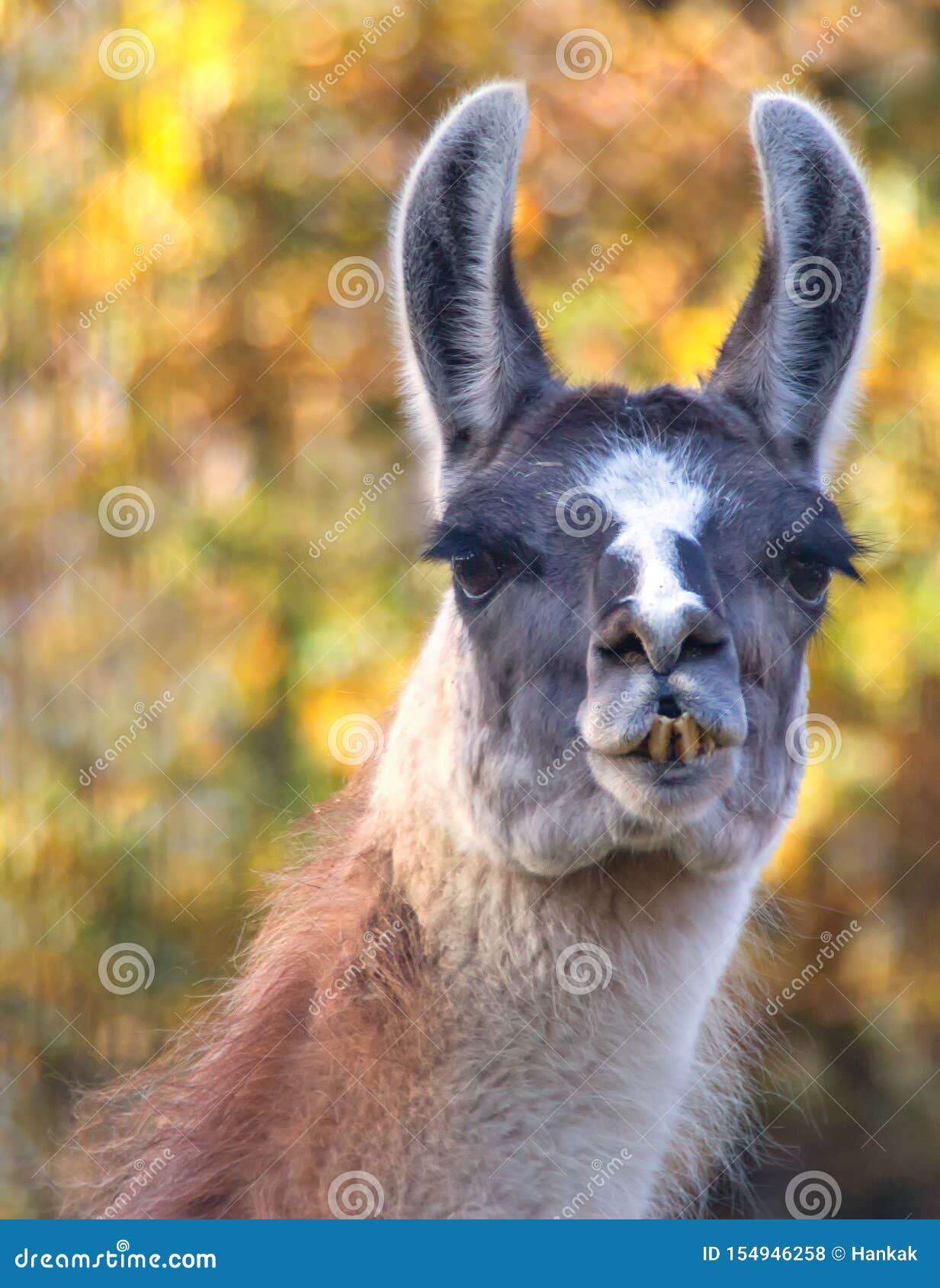 Portrait of llama stock photo. Image of face, wildlife - 154946258