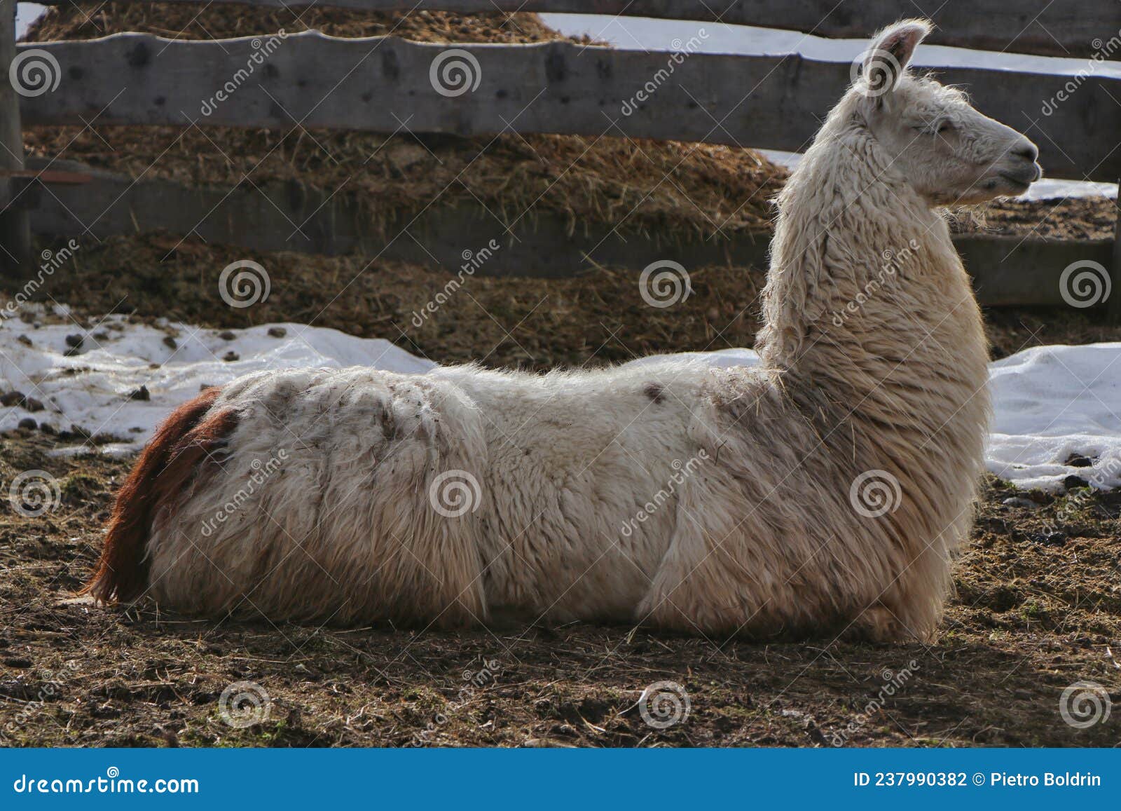 Portrait of a Llama Seen in Profile, Side View Stock Photo - Image of ...