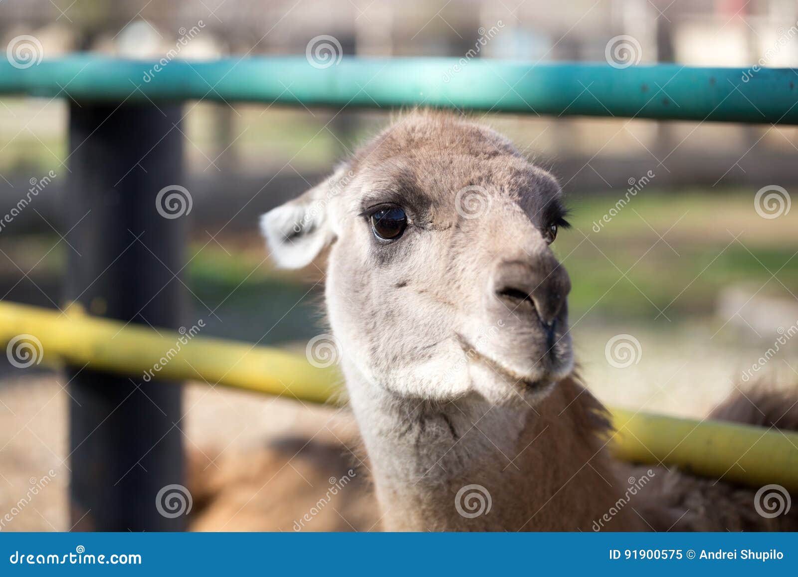 Portrait of a Llama in a Zoo Stock Image - Image of andes, landscape ...