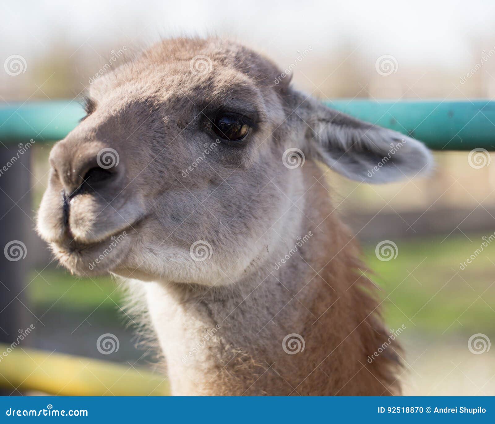 Portrait of a Llama in a Zoo Stock Photo - Image of animal, alpaca ...