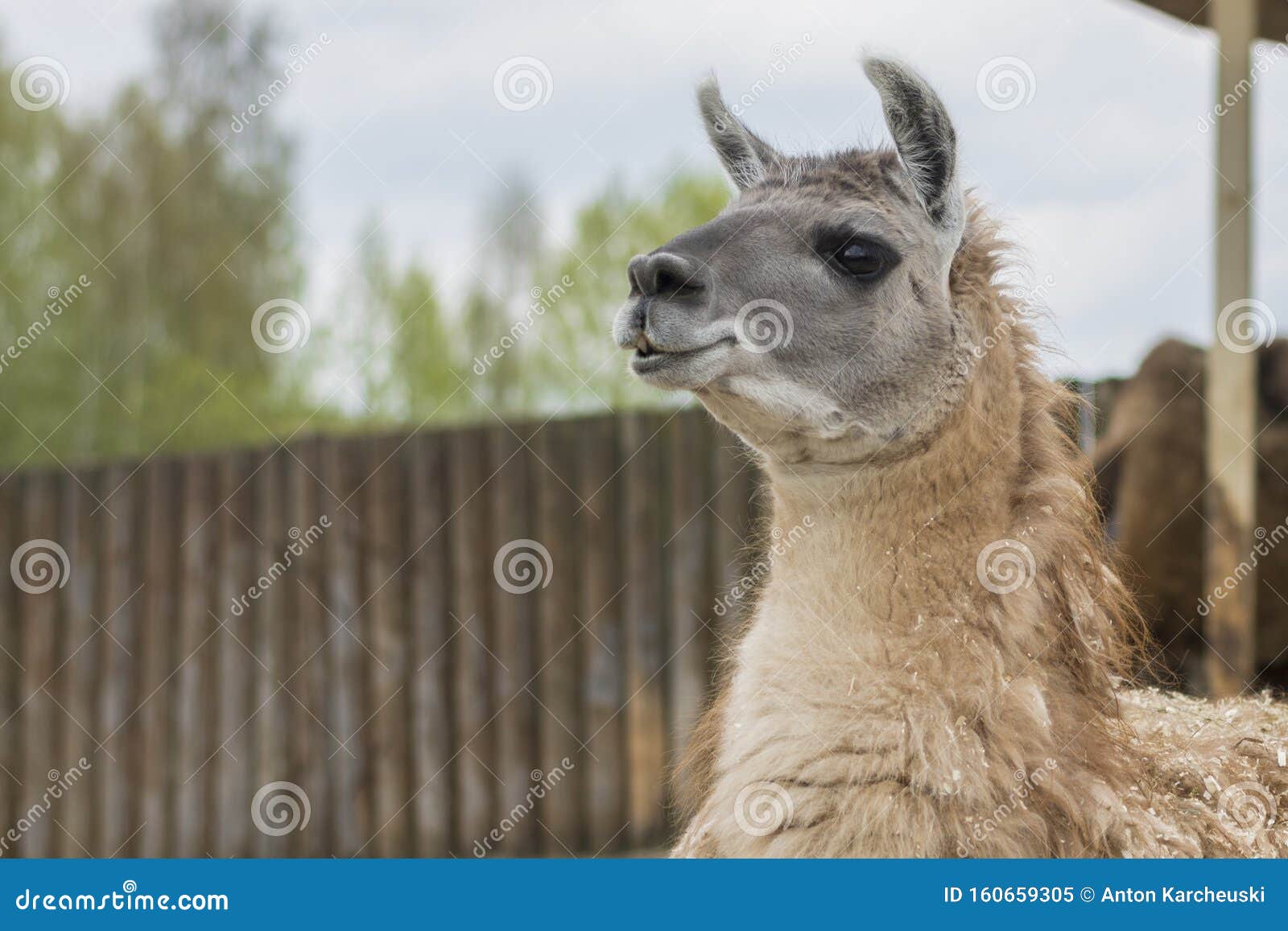Portrait llama. zoo stock image. Image of background - 160659305