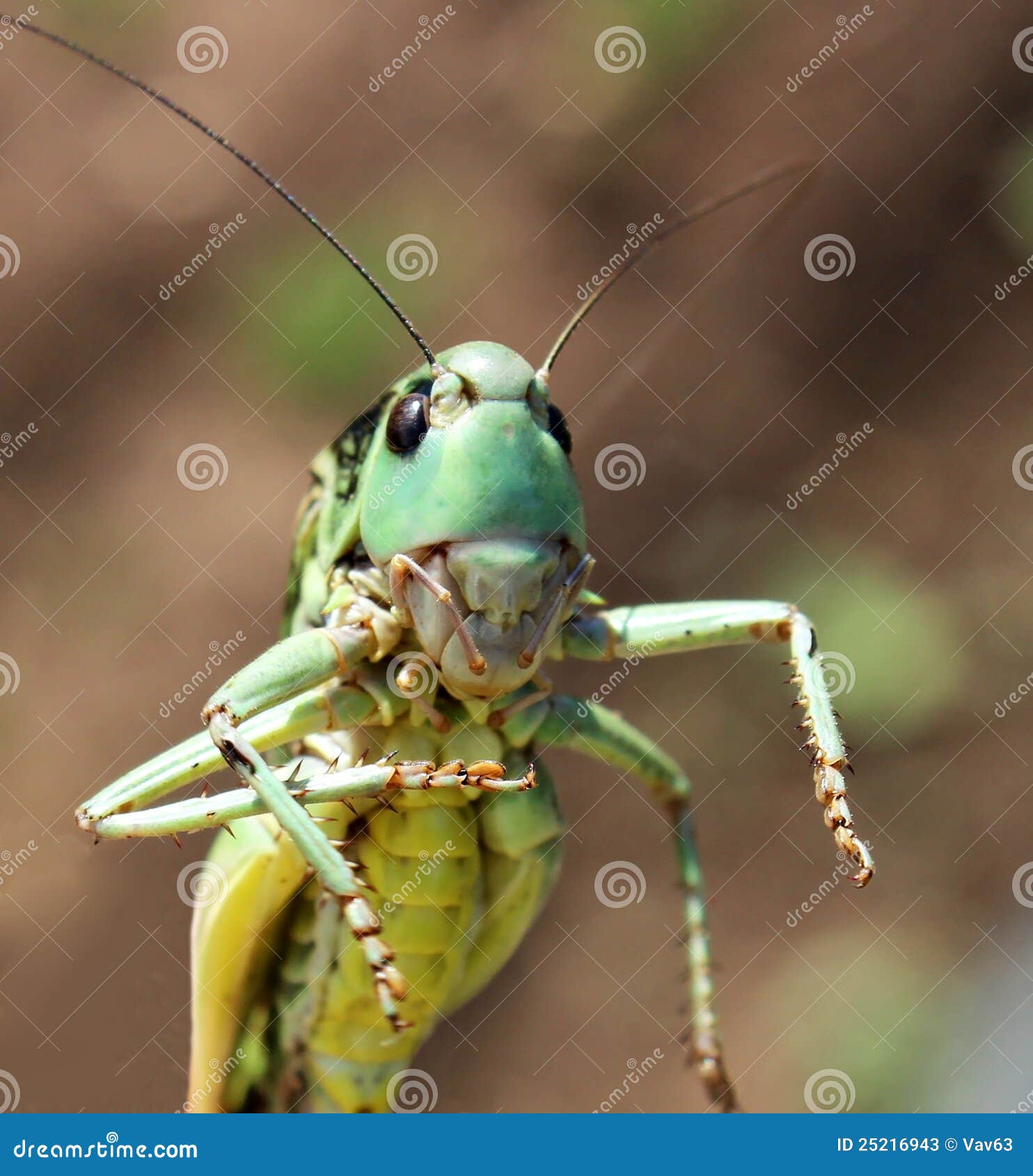 Portrait of a locust. stock image. Image of pest, hang - 25216943