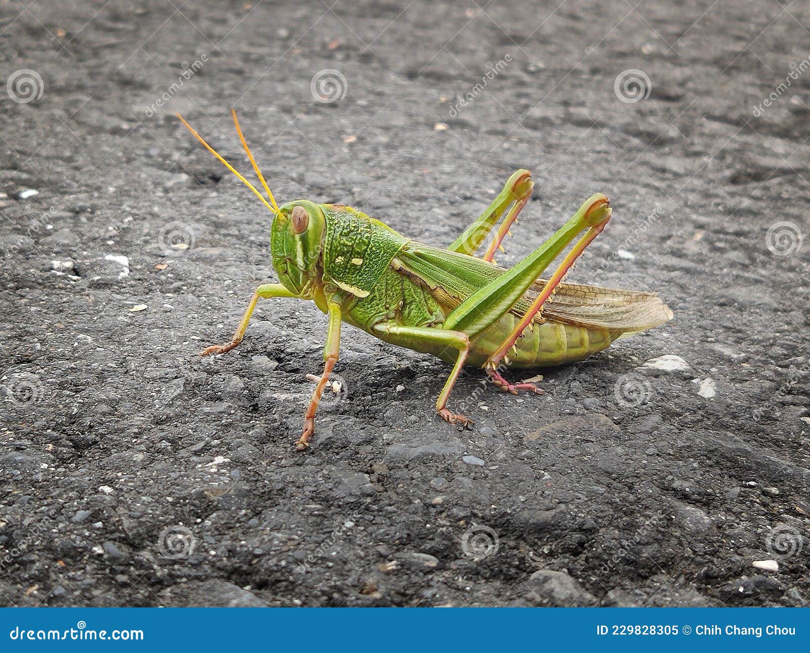 Portrait of locust stock image. Image of single, stood - 229828305