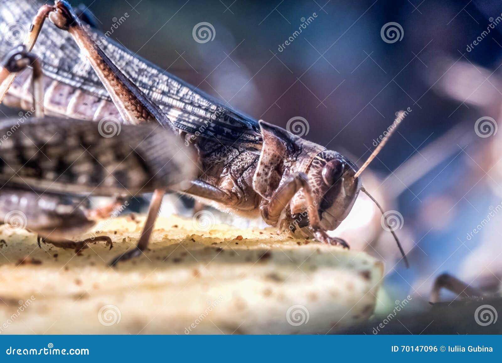Portrait of locusts stock photo. Image of green, plant - 70147096