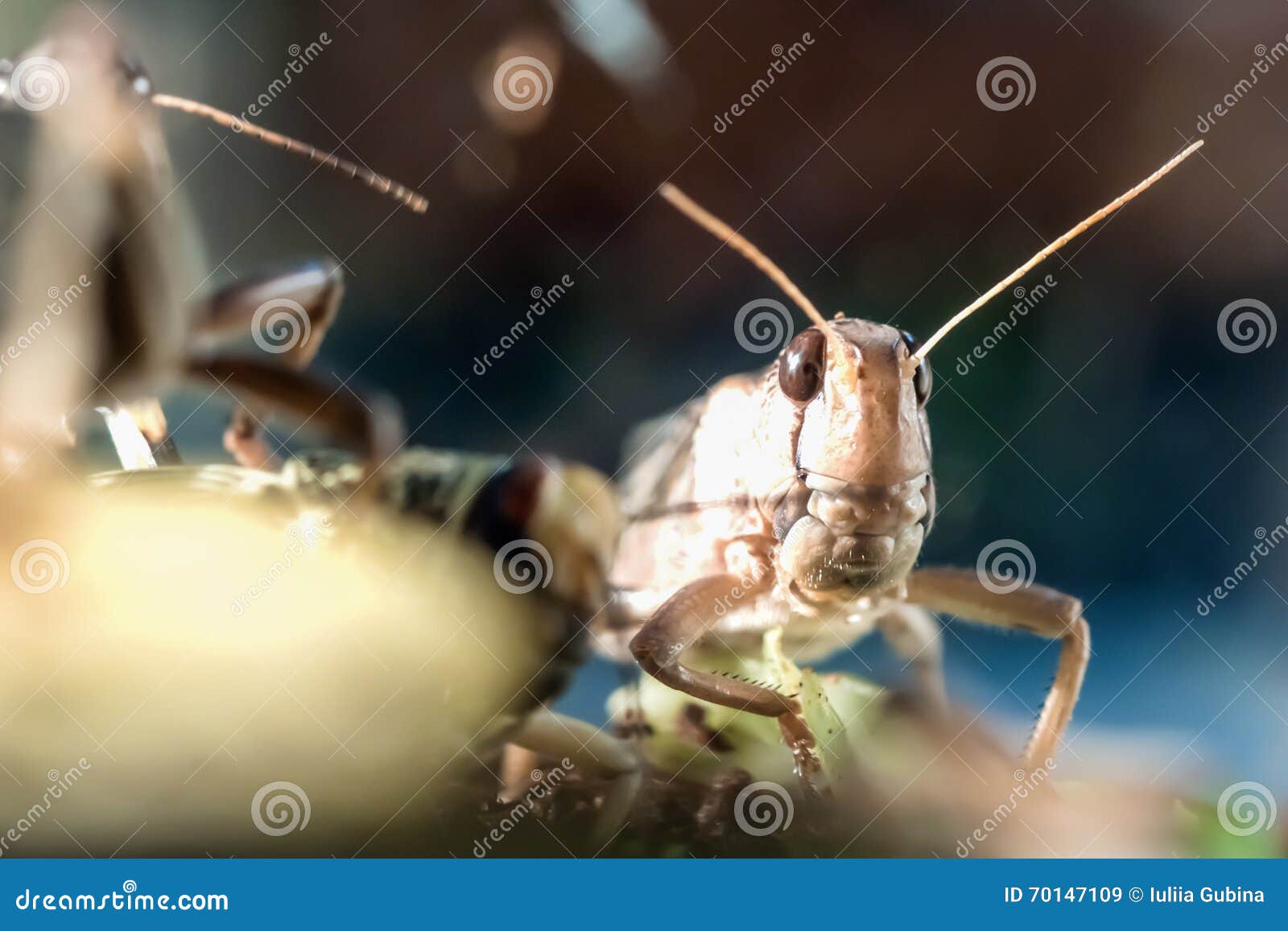 Portrait of locusts stock image. Image of wild, green - 70147109