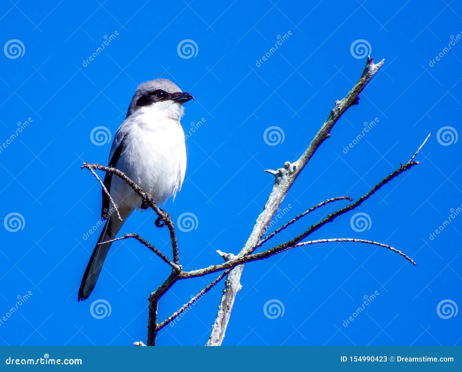 Portrait of a Loggerhead Shrike, Aka the Butcher Bird Stock Image ...