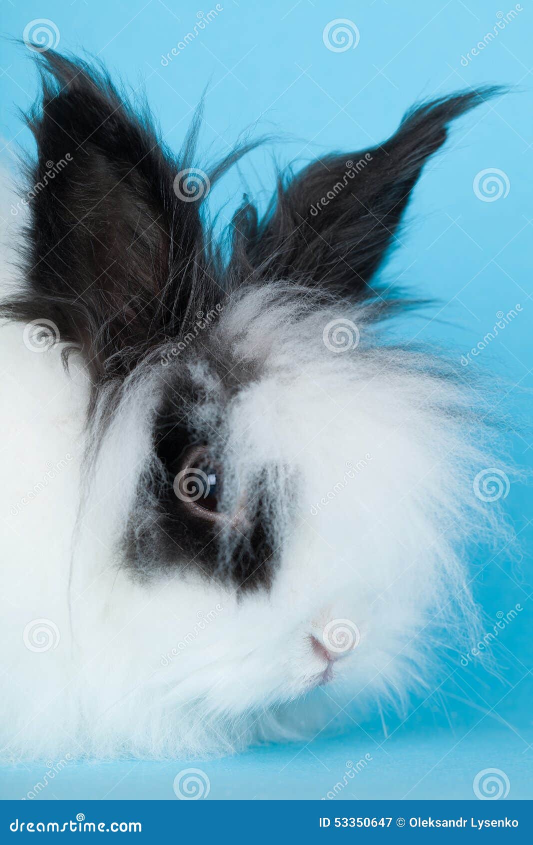 Portrait of Long-haired Rabbit Decorative Stock Image - Image of ...