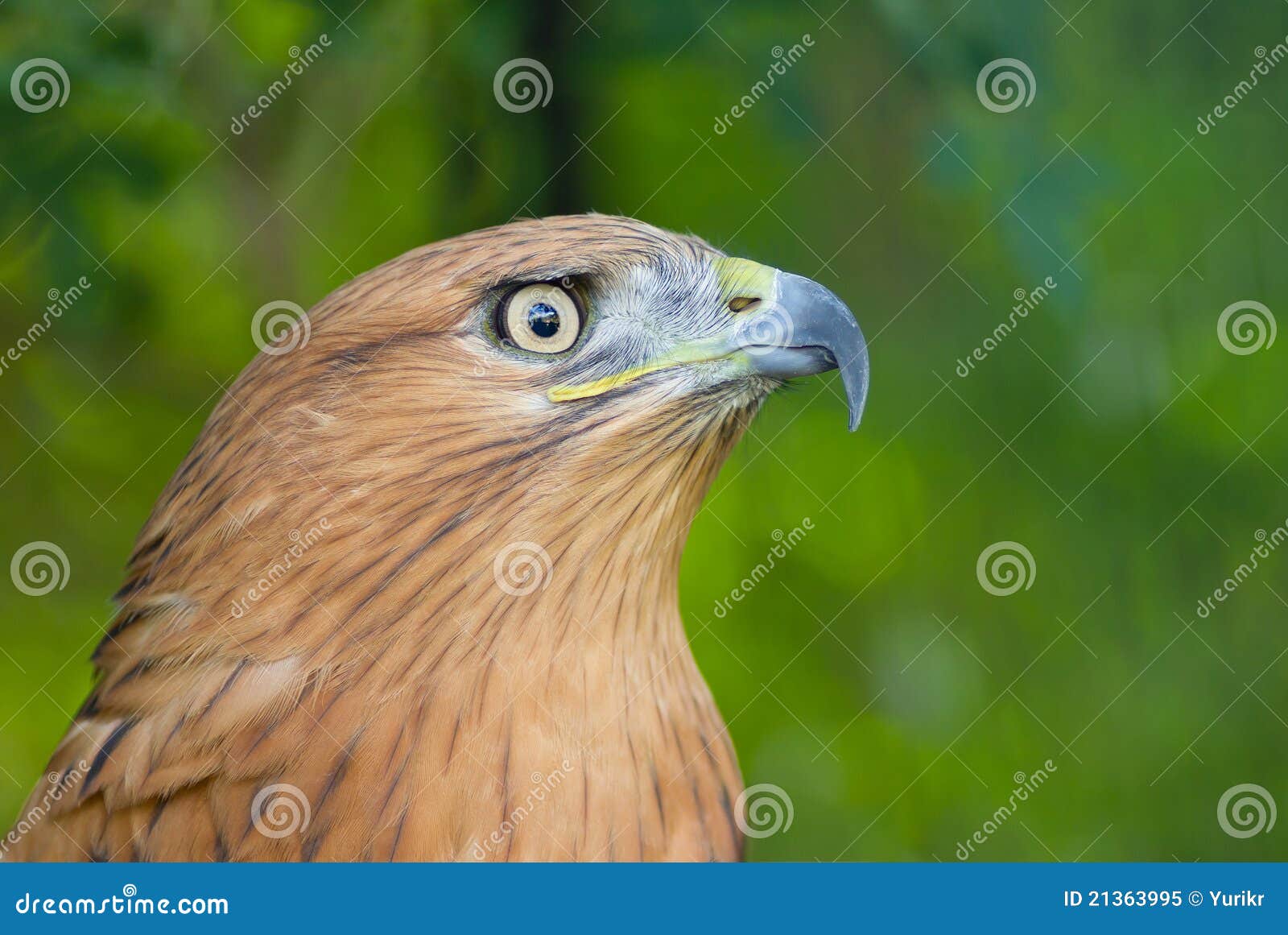 Portrait of Long-legged Buzzard Stock Image - Image of nature, predator ...