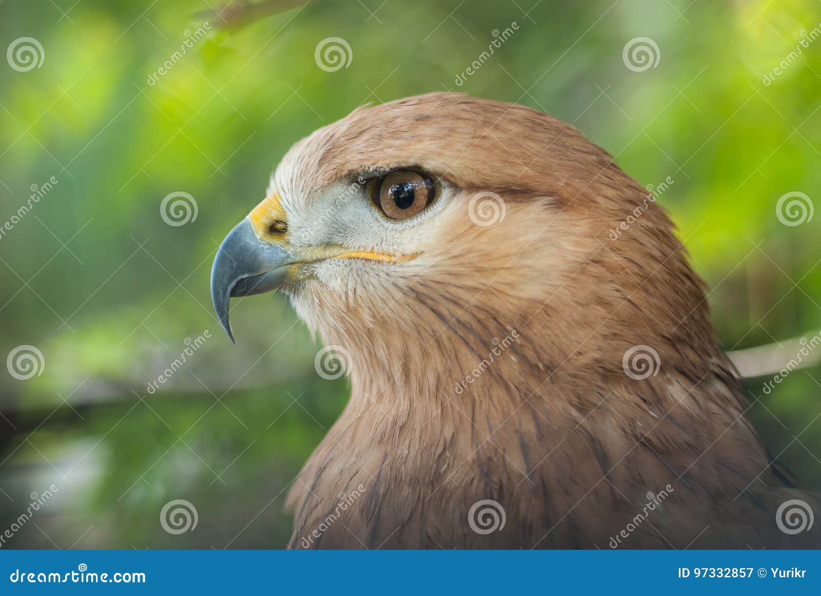 Portrait of Long-legged Buzzard Buteo Rufinus Stock Image - Image of ...