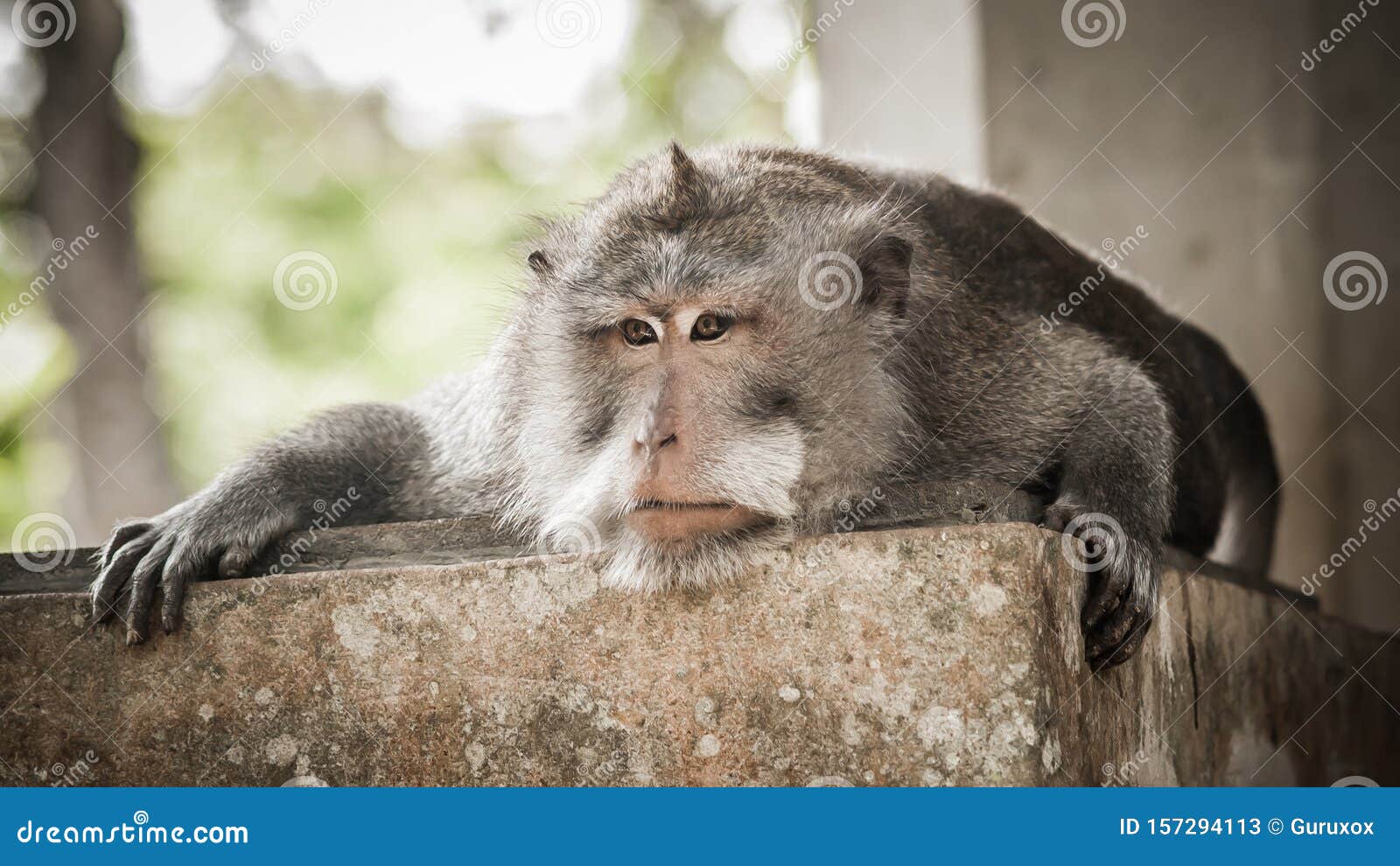 Portrait of Long Tailed Macaque Monkey Lying Down on Wall Stock Image ...