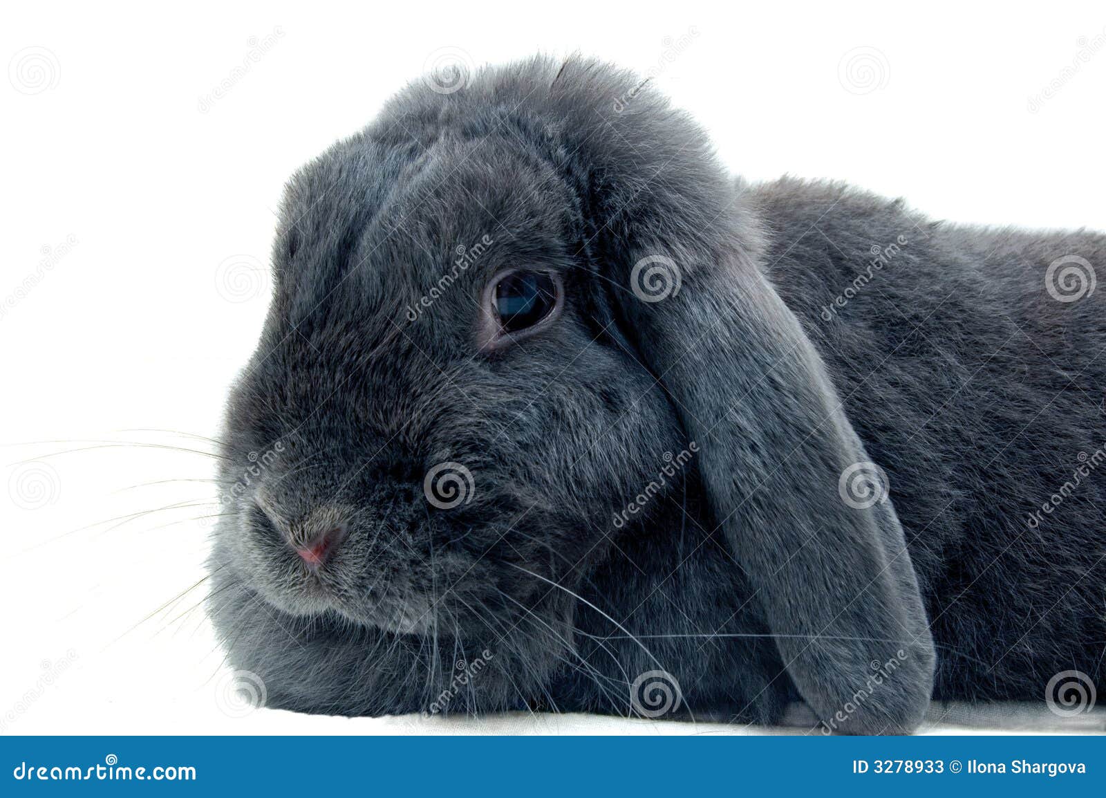 Portrait of the lop rabbit stock image. Image of isolated - 3278933