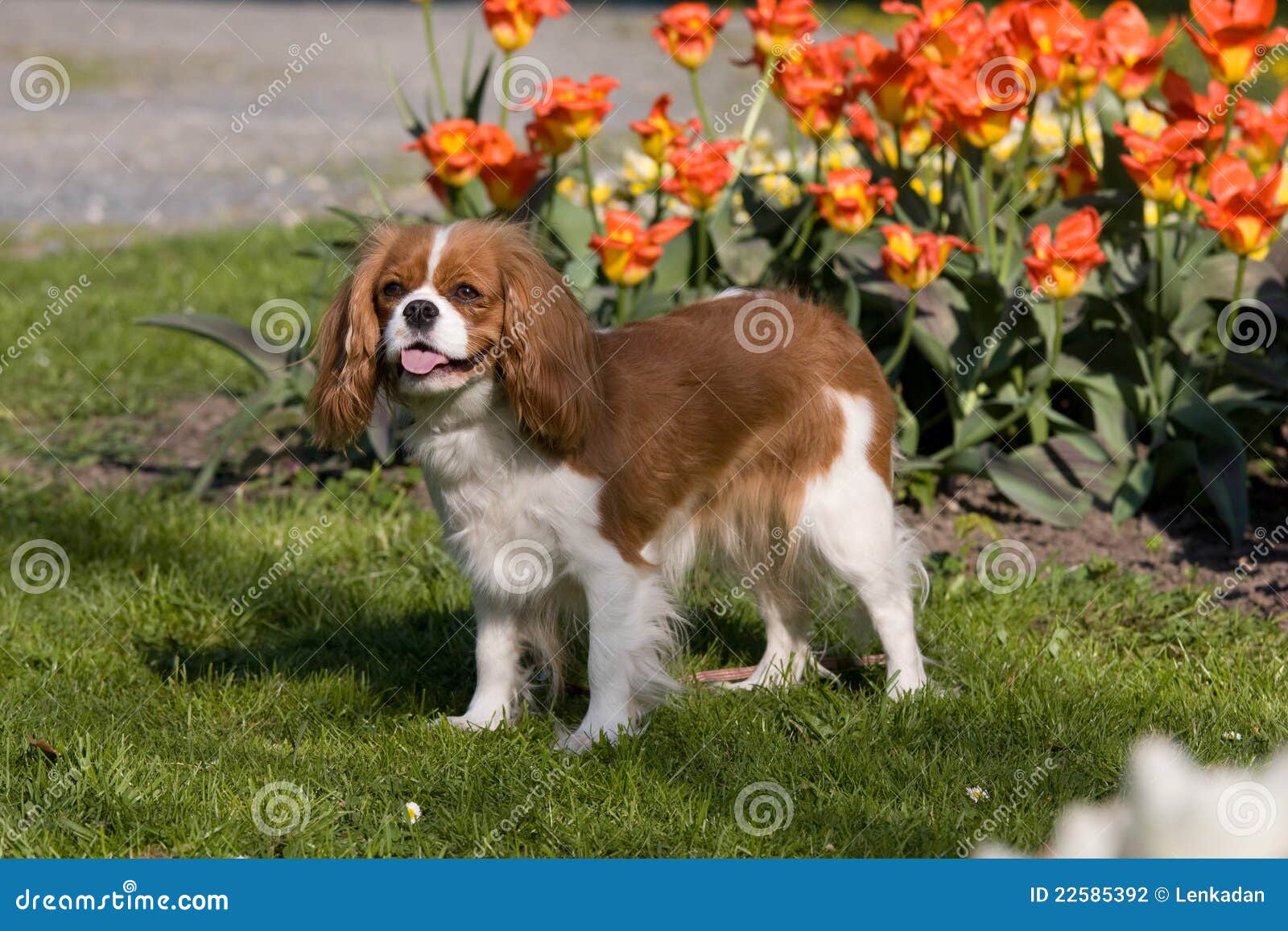 Portrait of Lovely Cavalier King Charles Spaniel Stock Photo - Image of ...