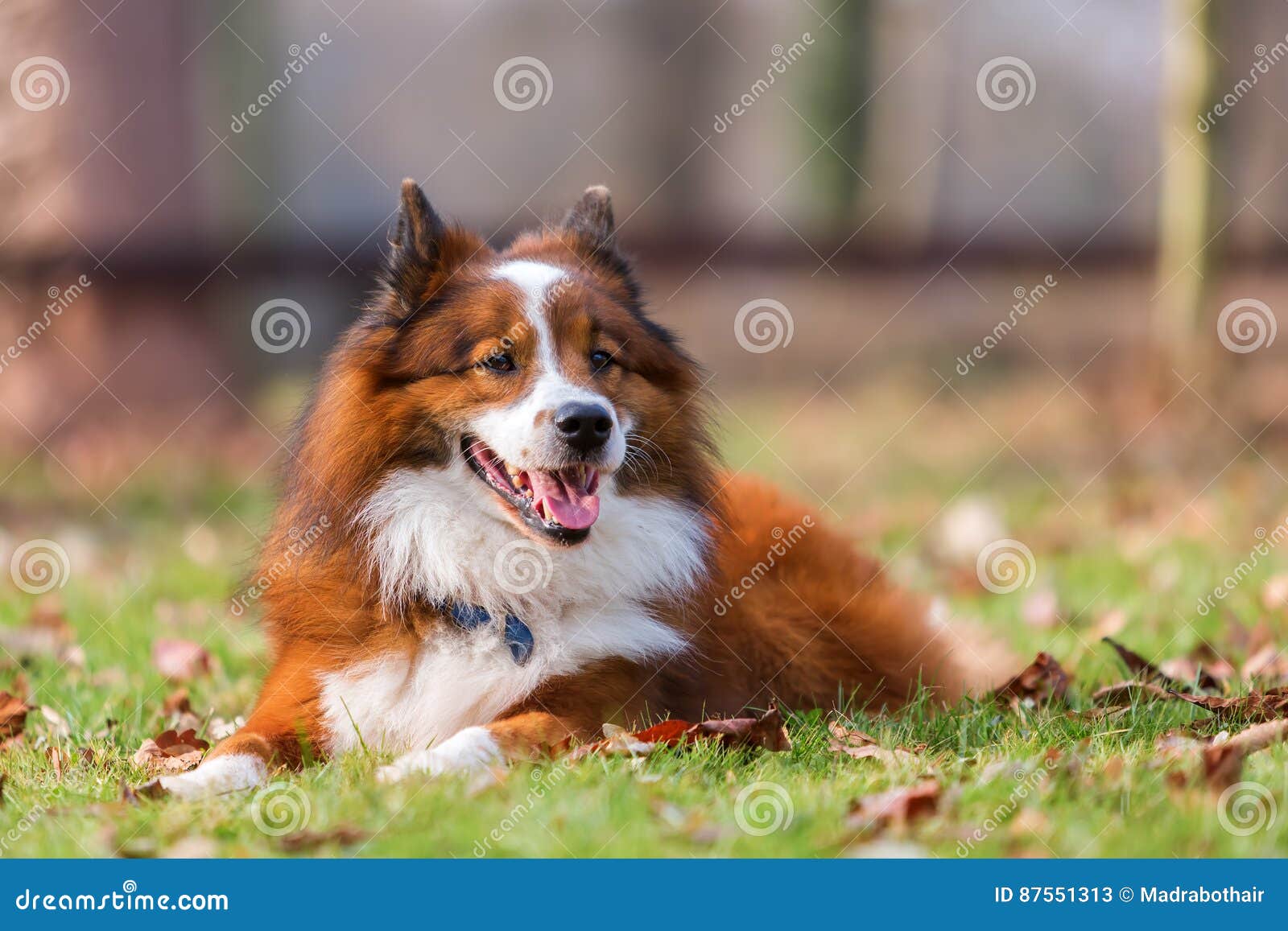 Portrait of a Lying Elo Dog Stock Image - Image of meadow, cute: 87551313
