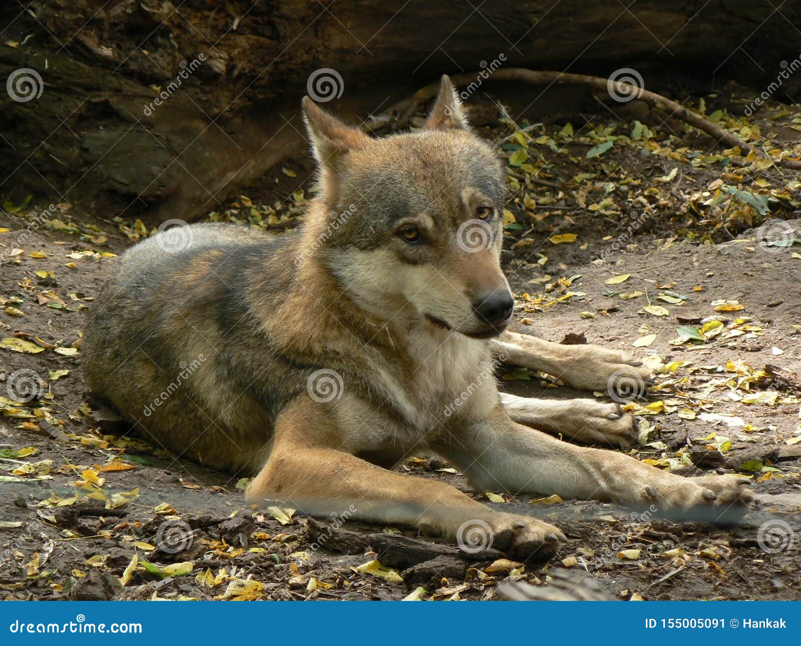 Portrait of a lying wolf stock image. Image of canis - 155005091