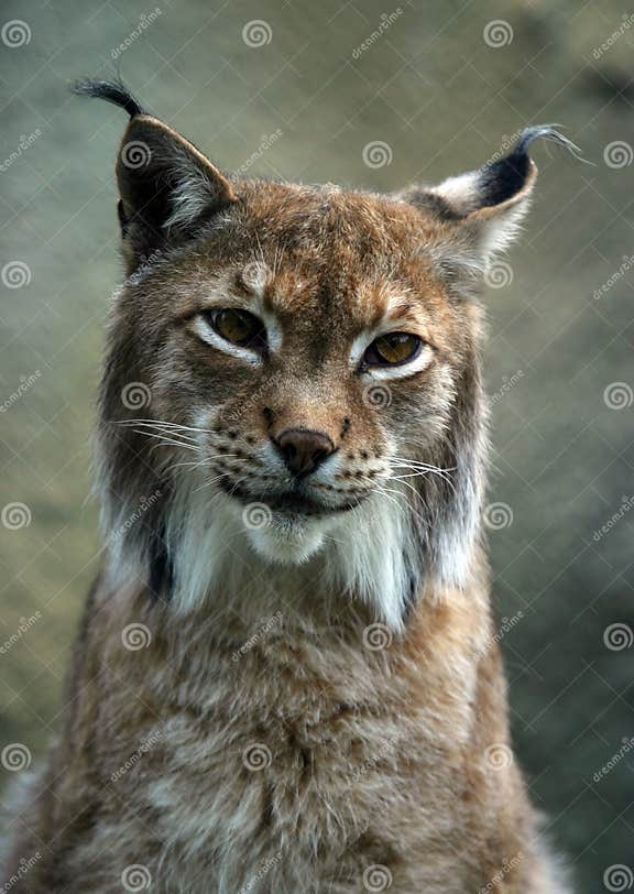 Portrait of a lynx stock image. Image of wild, eyes, predator - 608007