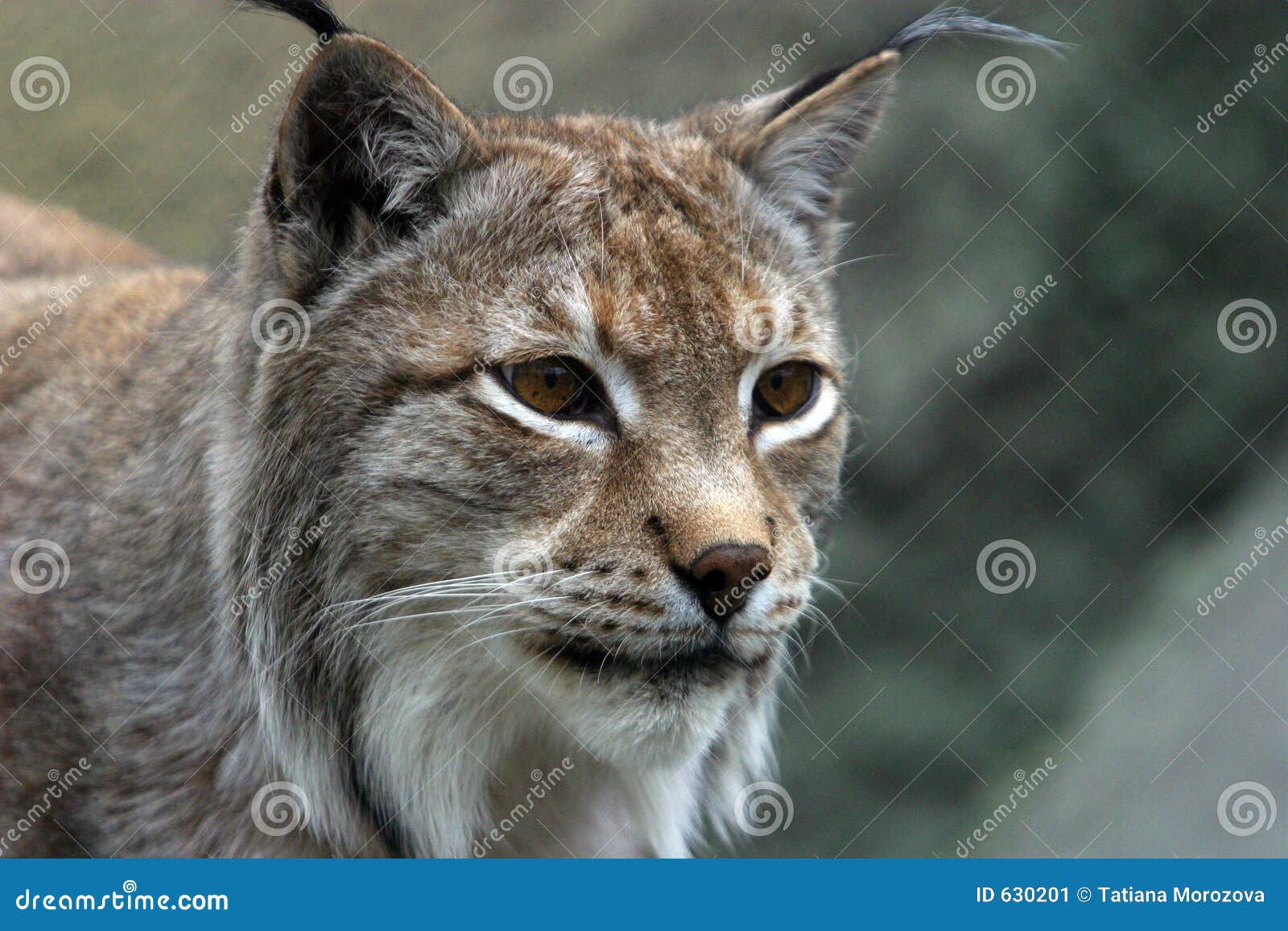 Portrait of the Lynx stock image. Image of ears, animal - 630201