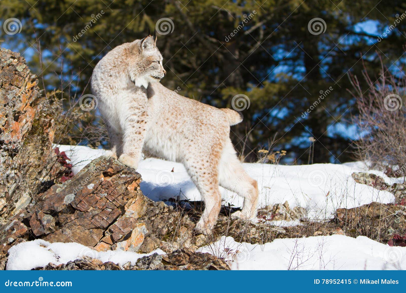 Portrait of lynx stock image. Image of mountains, lynx - 78952415