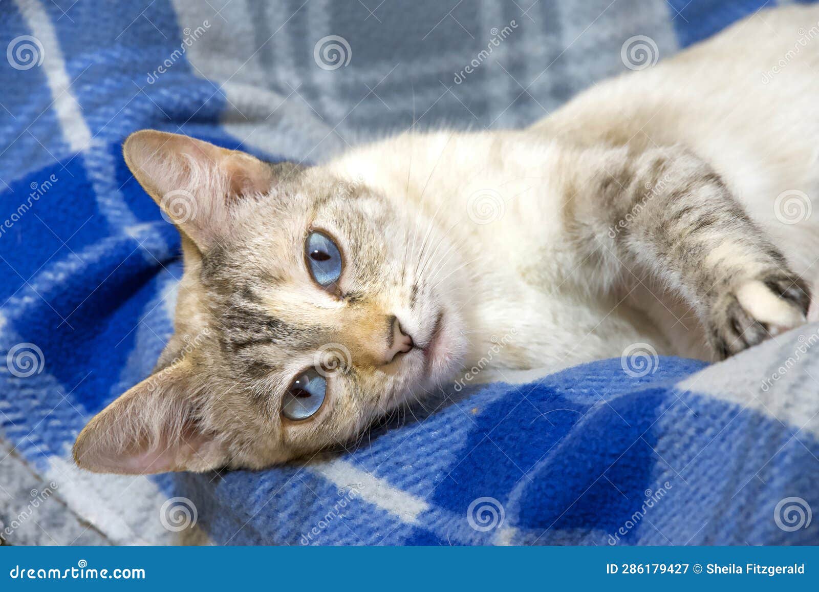 Portrait Of A Lynx Point Siamese Cat Laying Down Stock Image Image Of