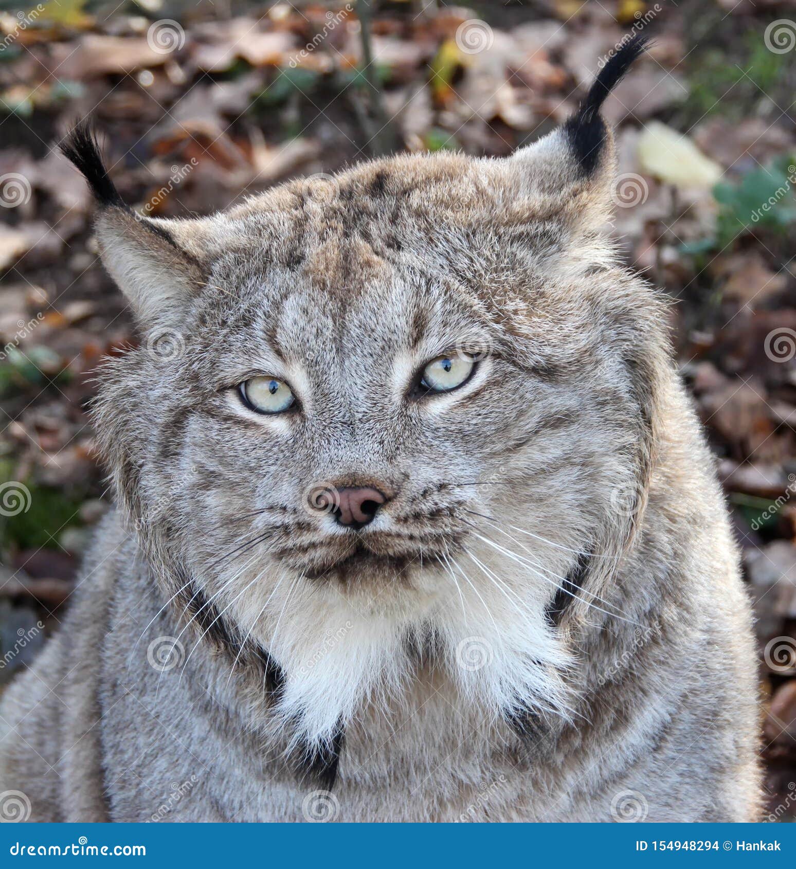 Portrait of a lynx stock photo. Image of close, bobcat - 154948294