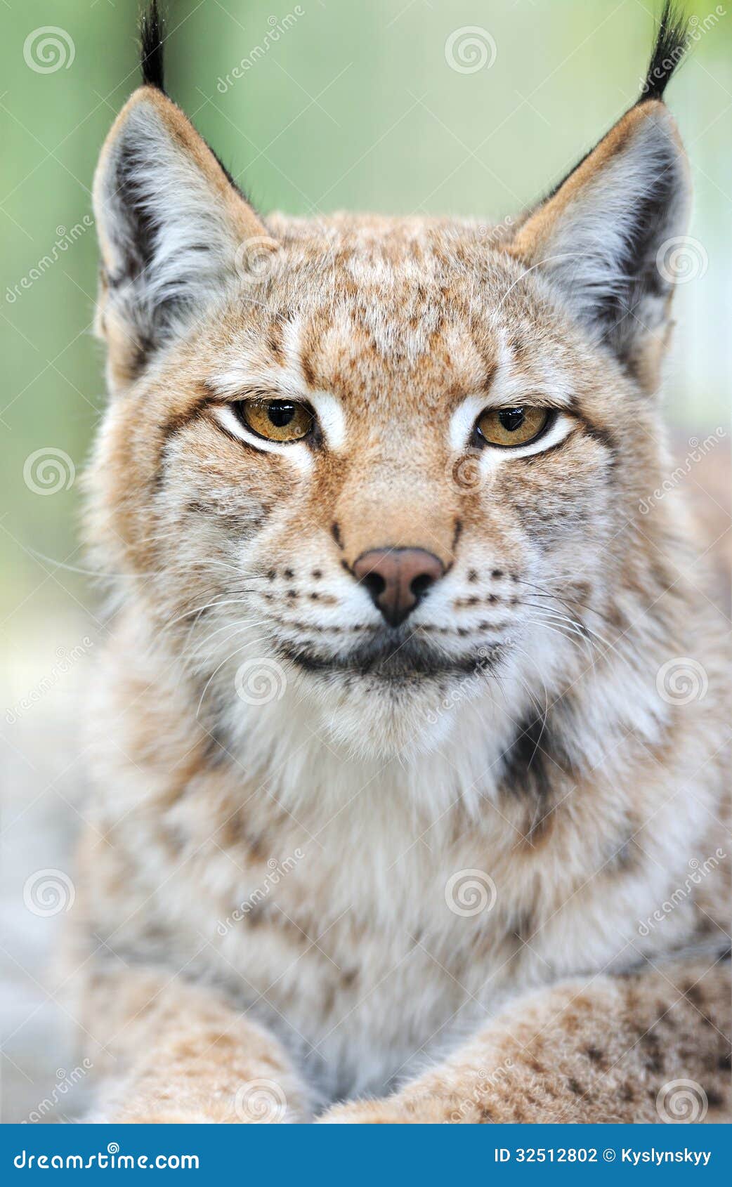 Portrait of a Lynx stock photo. Image of themes, wildlife - 32512802