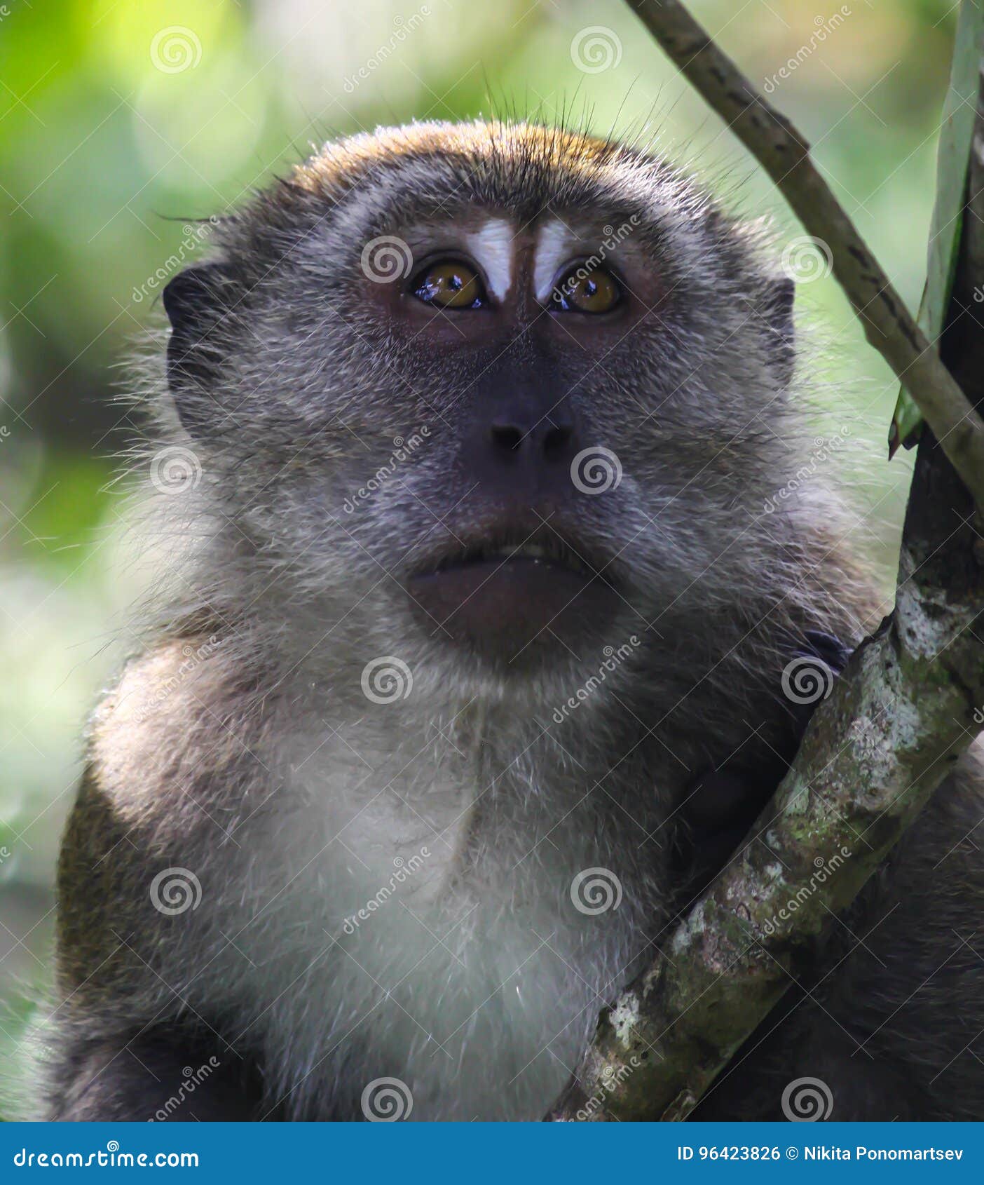 Portrait of a Macaque stock photo. Image of surprise - 96423826