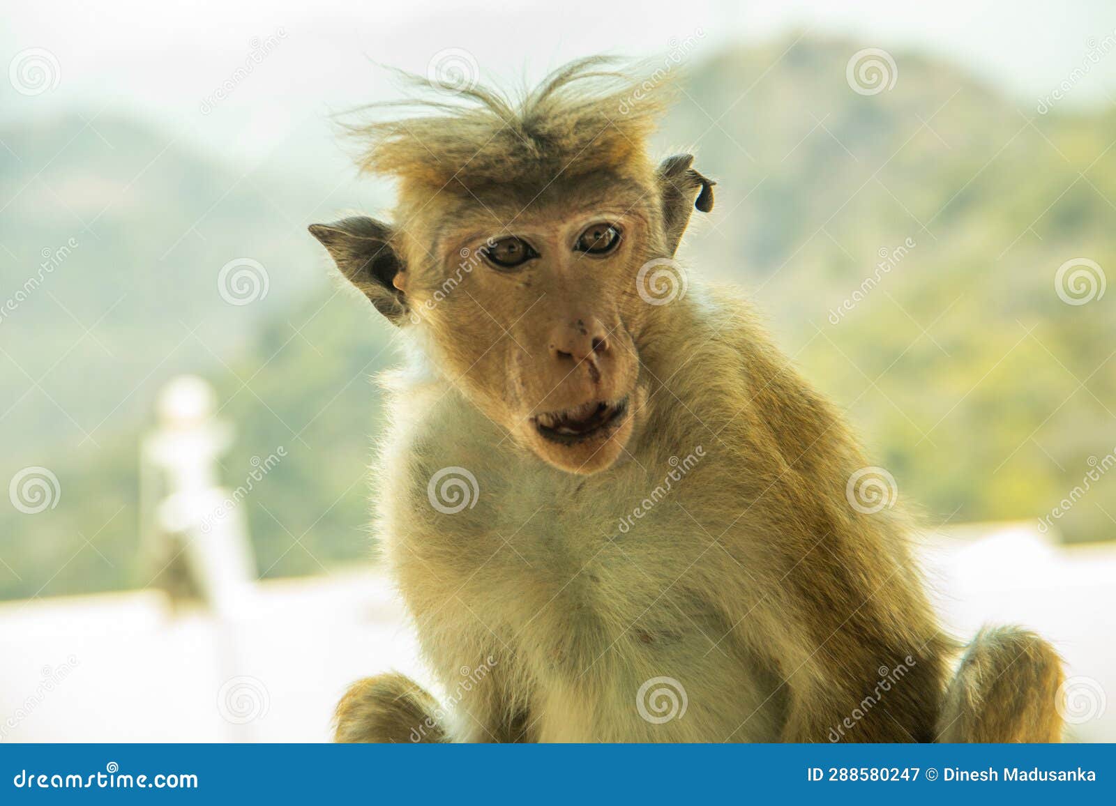 Portrait of Macaque Monkey. Selective Focus Stock Image - Image of ...