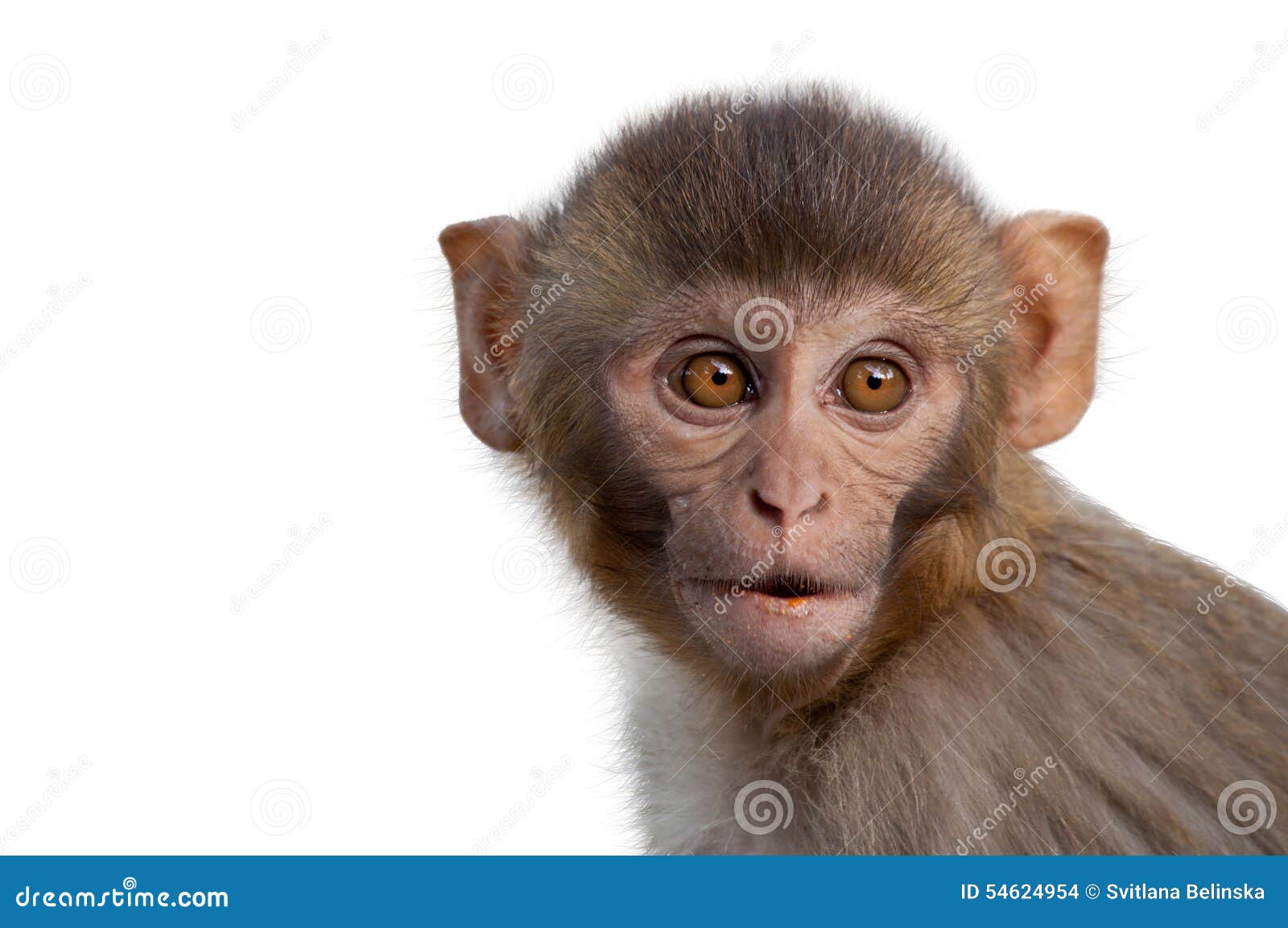 Portrait of macaque stock photo. Image of monkey, macaque - 54624954