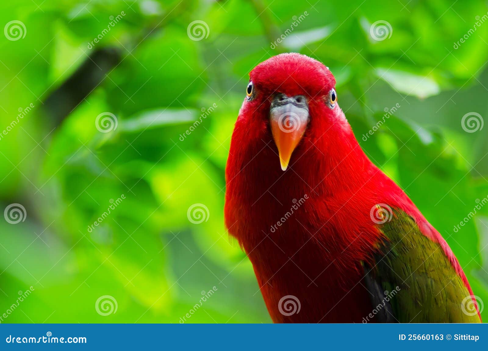 Portrait Macaw stock image. Image of fluffy, black, green - 25660163