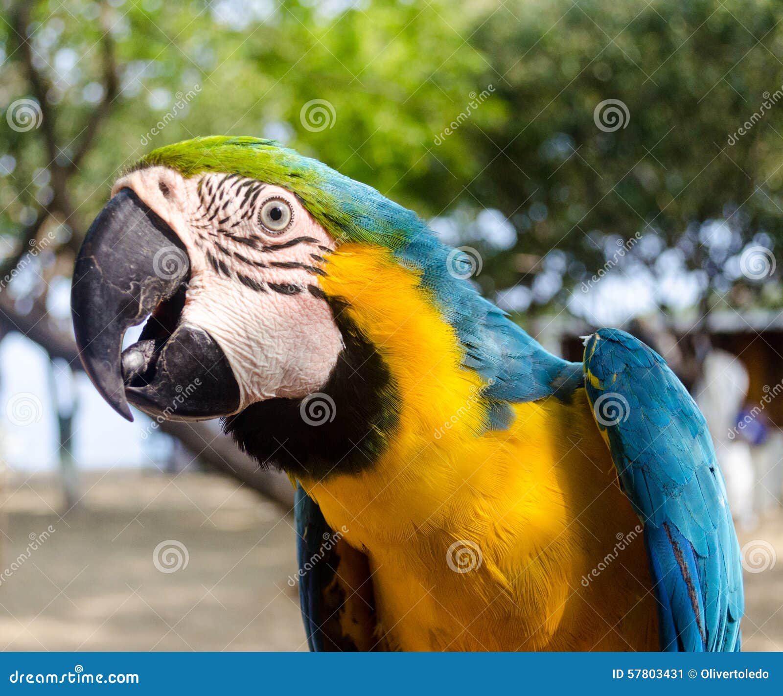 Portrait macaw stock image. Image of plums, traveling - 57803431