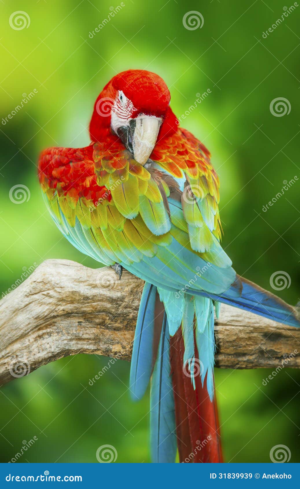 702 Smart Macaw Stock Photos - Free & Royalty-Free Stock Photos from ...