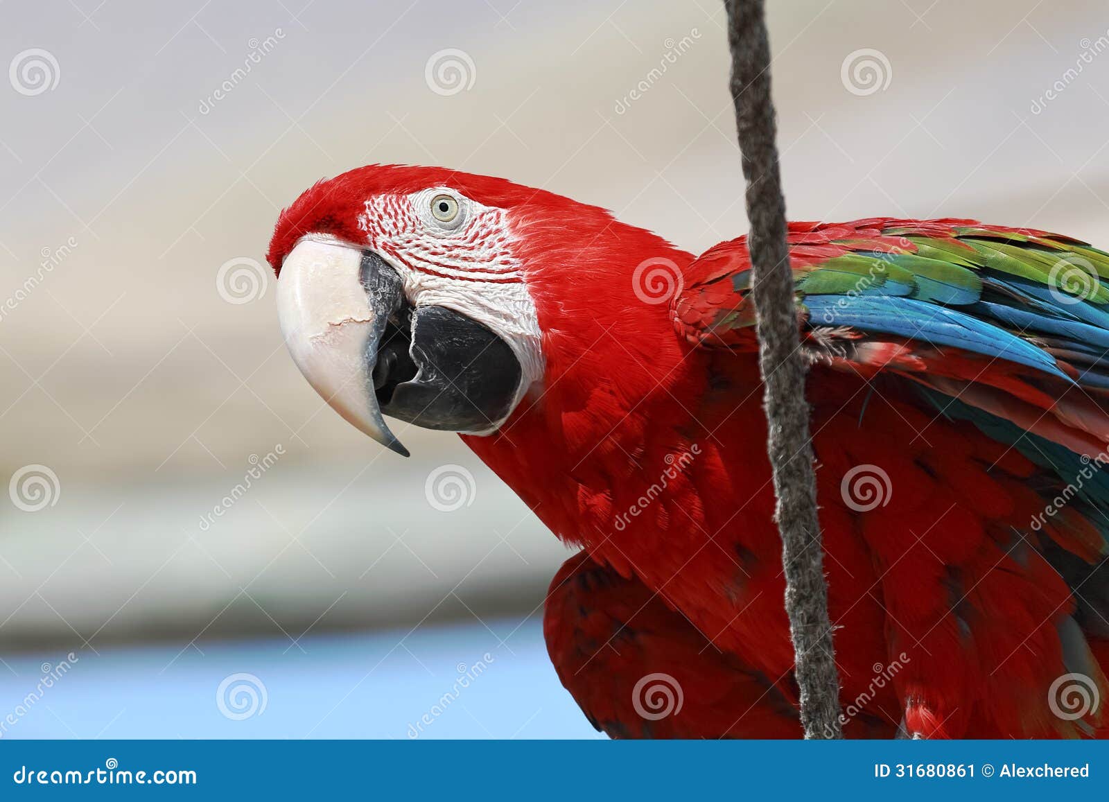 Macaw Parrot Sitting on Rope Stock Image - Image of black, head: 31680861