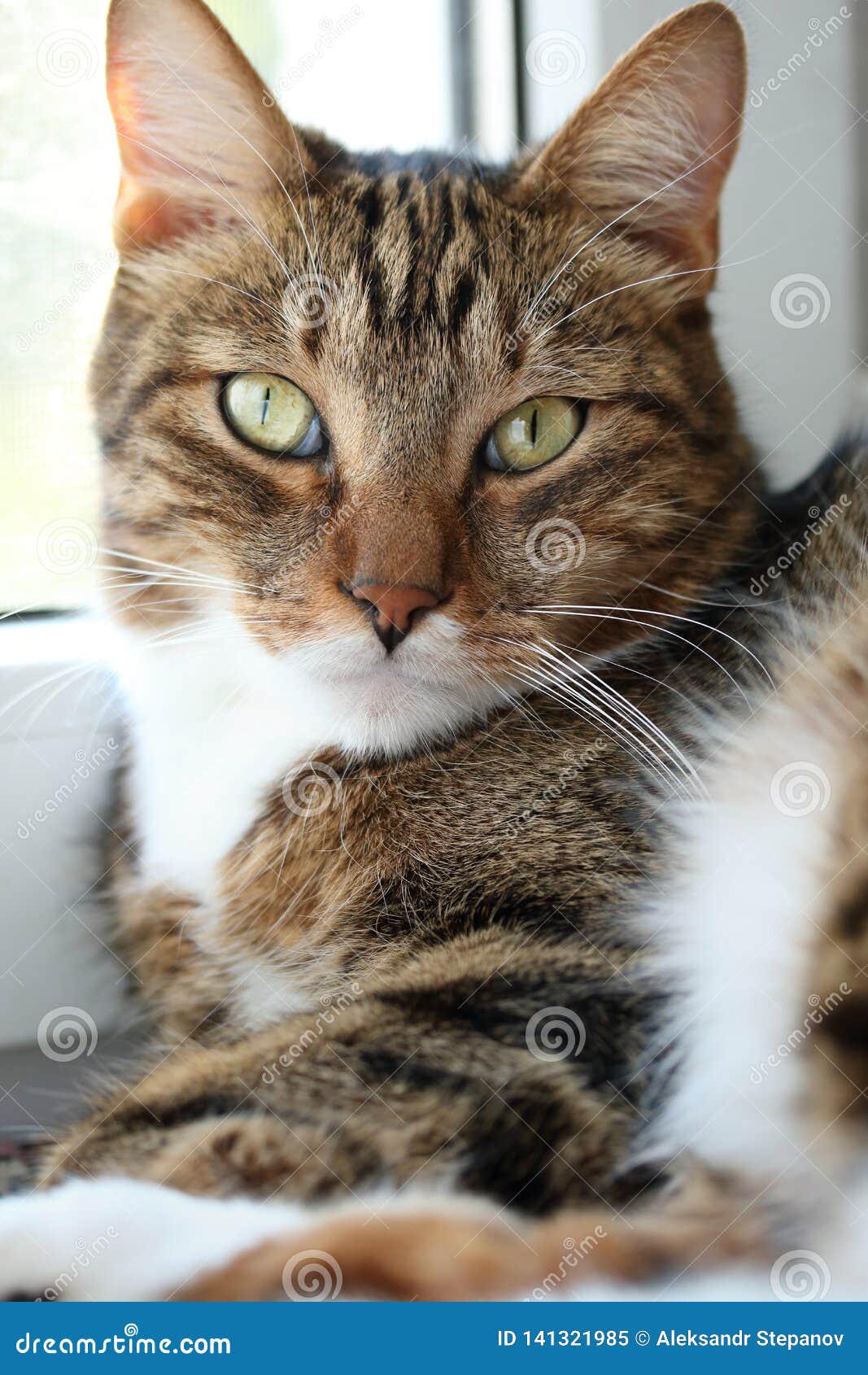 Portrait of a Mackerel Tabby Cat on the Windowsill Stock Image - Image ...