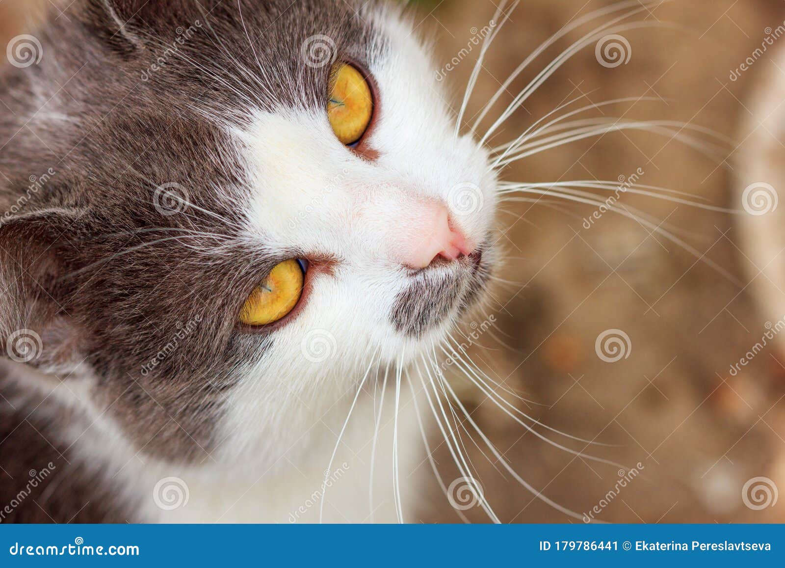 Portrait of a Mad Cat Close-up Looks Stock Image - Image of ears, nose ...