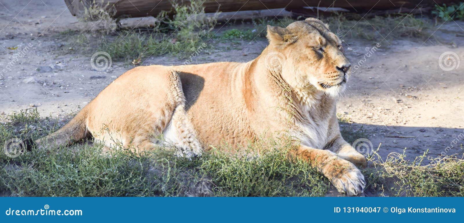Portrait of the Main Lioness Lies on the Stones of a Pride Fall Stock ...