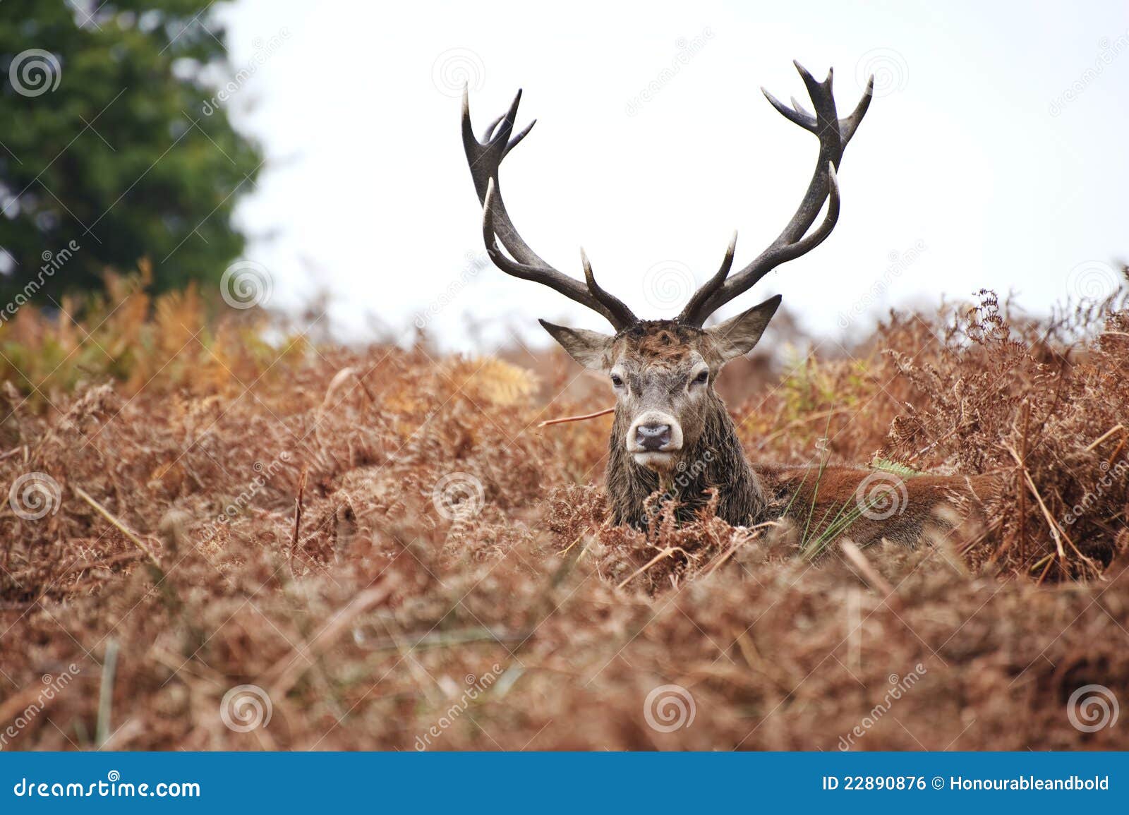 Portrait of Majestic Red Deer Stag in Autumn Fall Stock Photo - Image ...