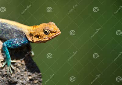Portrait of a male Agama stock image. Image of hill, grey - 16371475